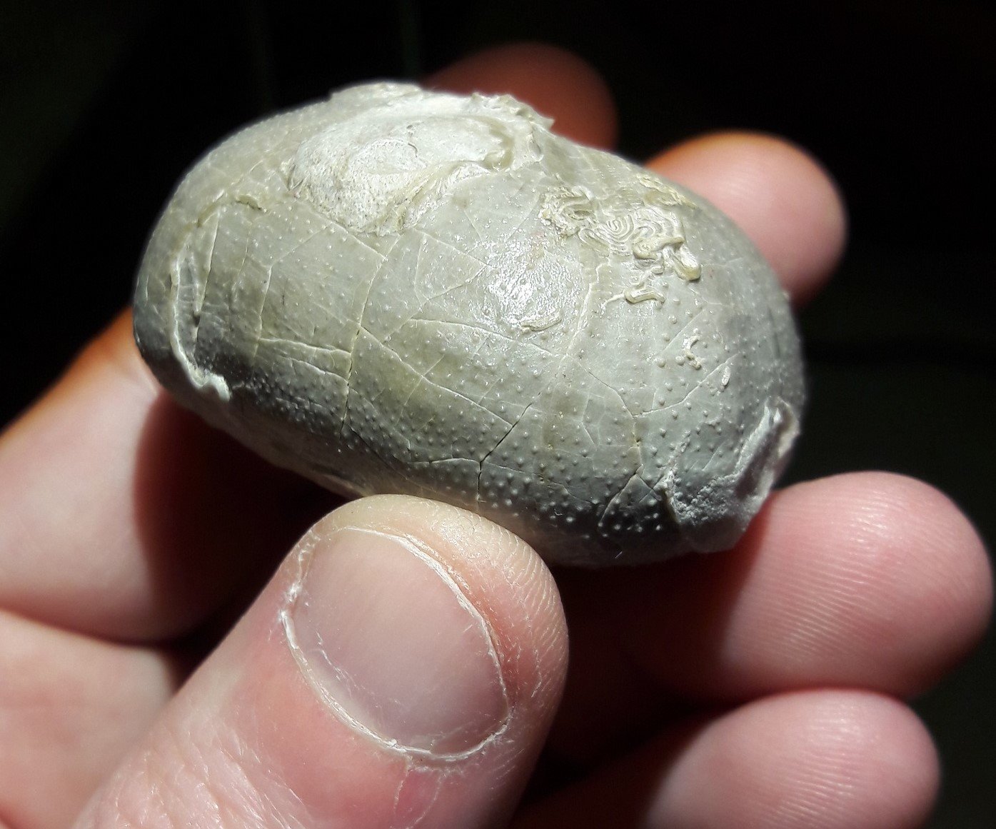 Macraster side view - Member Collections - The Fossil Forum