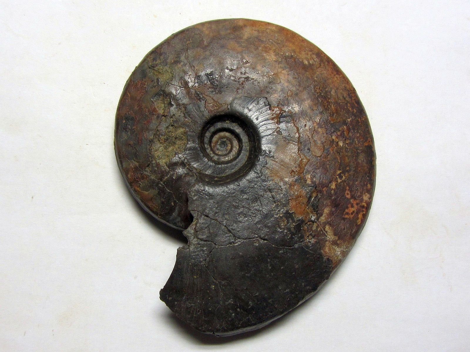 Graphoceras (Graphoceras) concavum (Sowerby 1815) - Member Collections ...