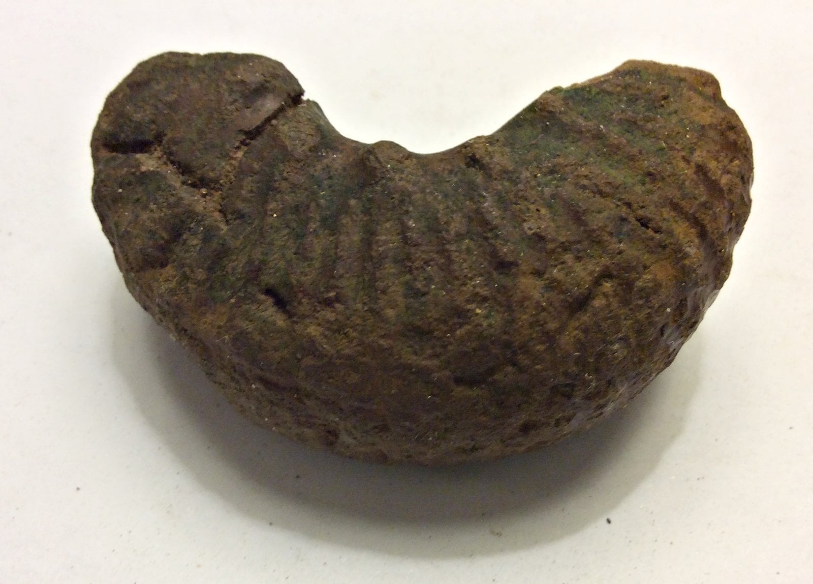 Another Trachyscaphites - Member Collections - The Fossil Forum