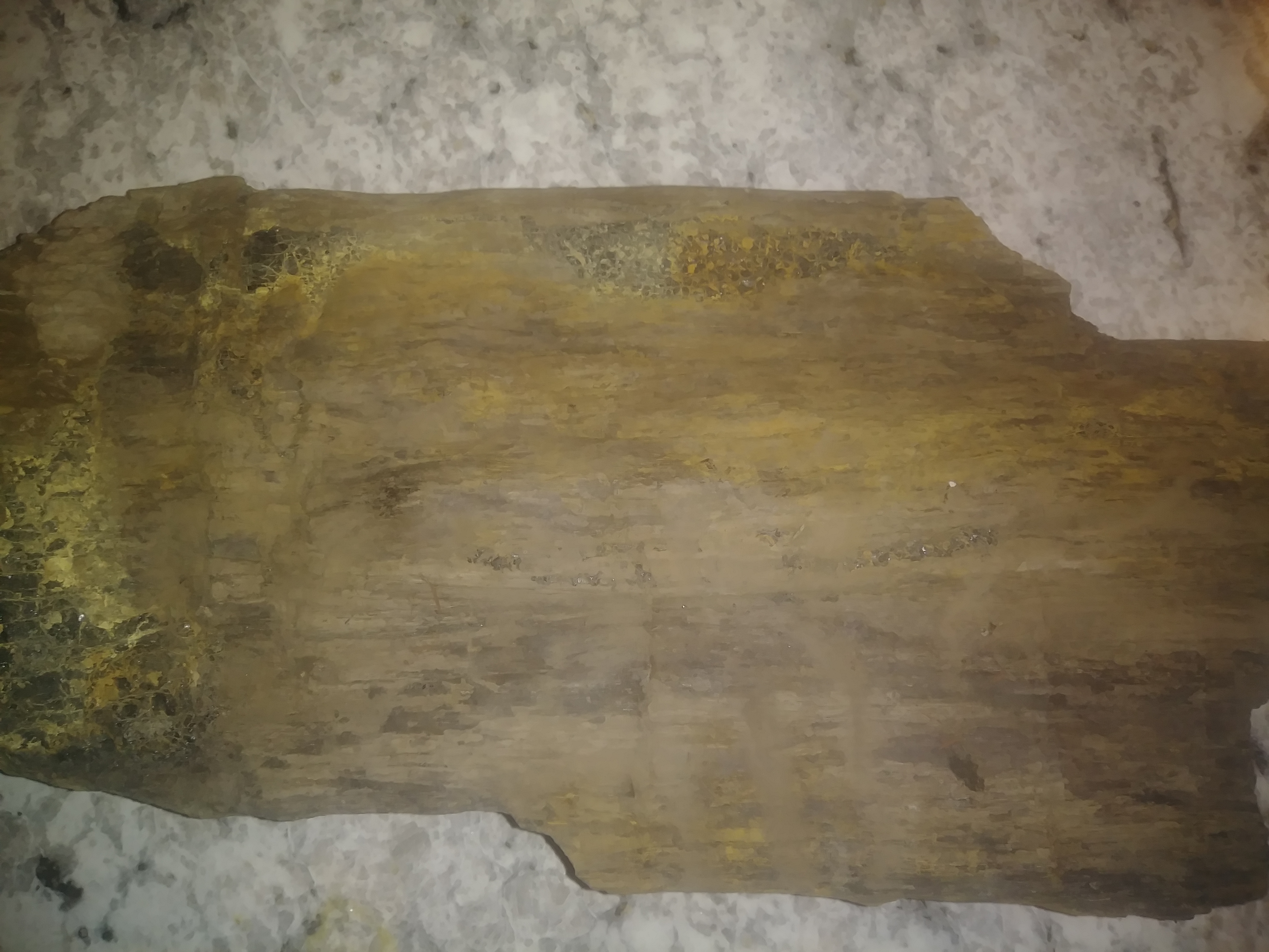 Found in coal seam - Fossil ID - The Fossil Forum