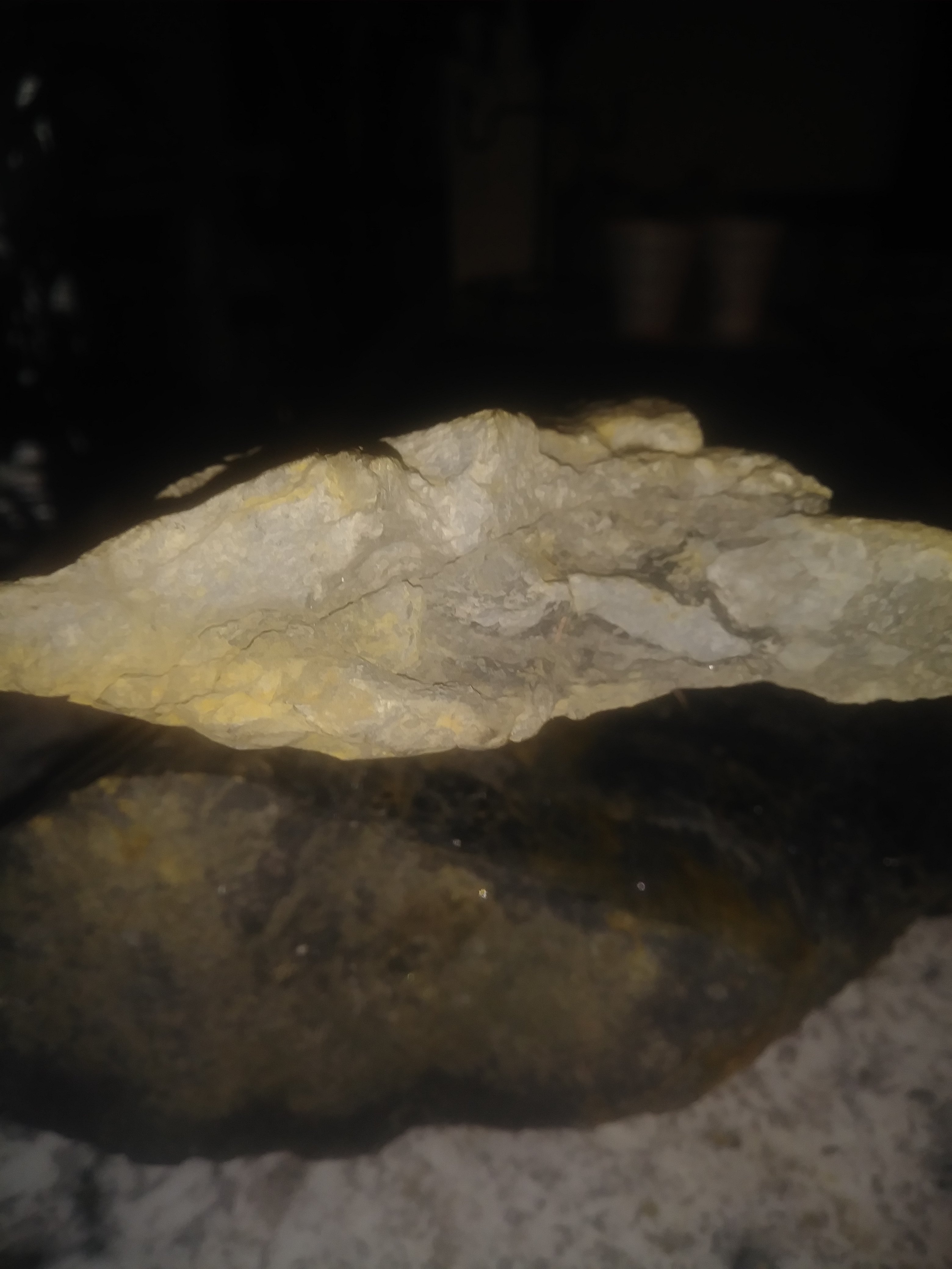 Found in coal seam - Fossil ID - The Fossil Forum