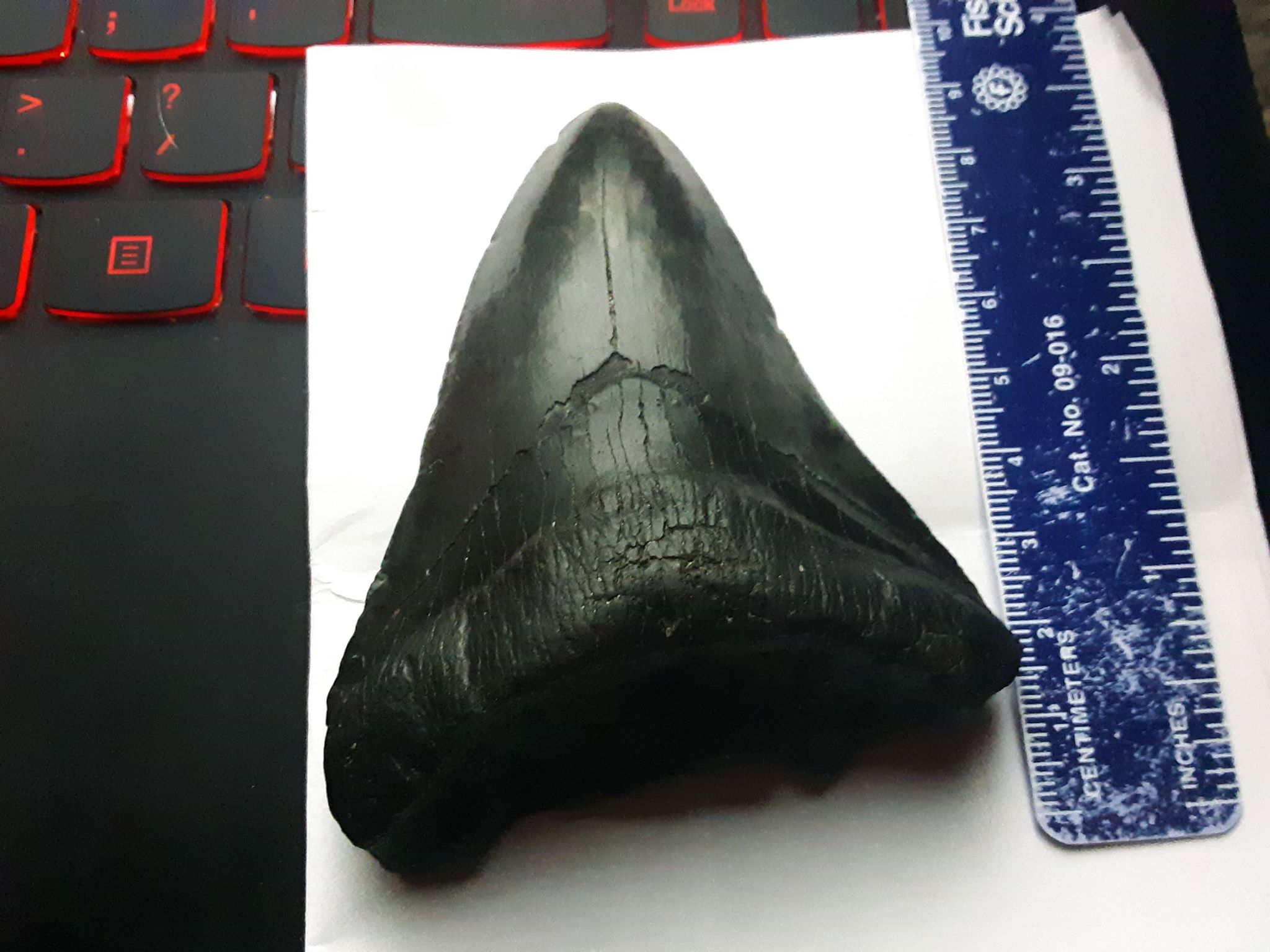 Real Or Fake Megalodon Tooth? - Fossil ID - The Fossil Forum