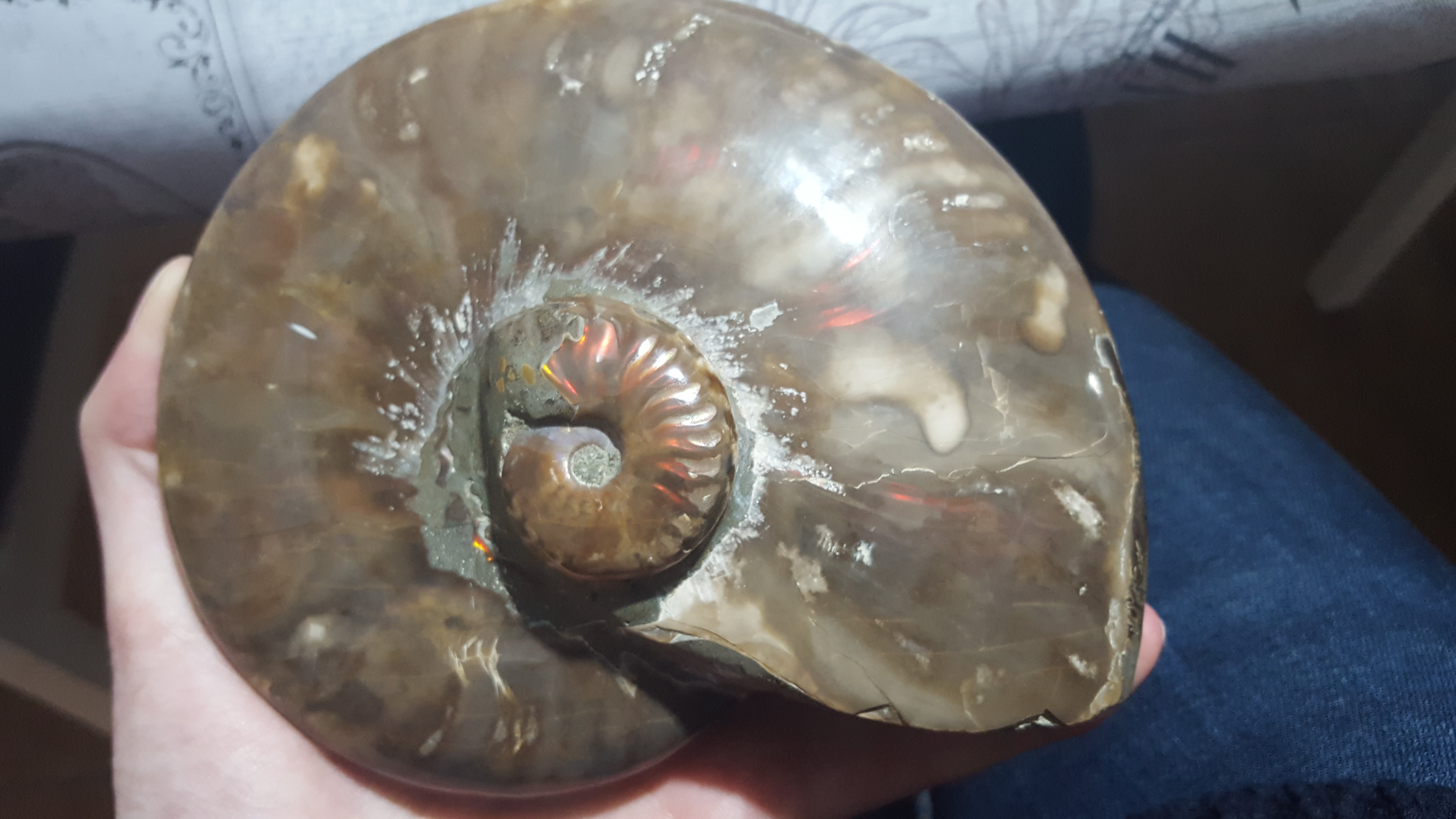 Ammonite: real or fake? - Is It Real? How to Recognize Fossil ...