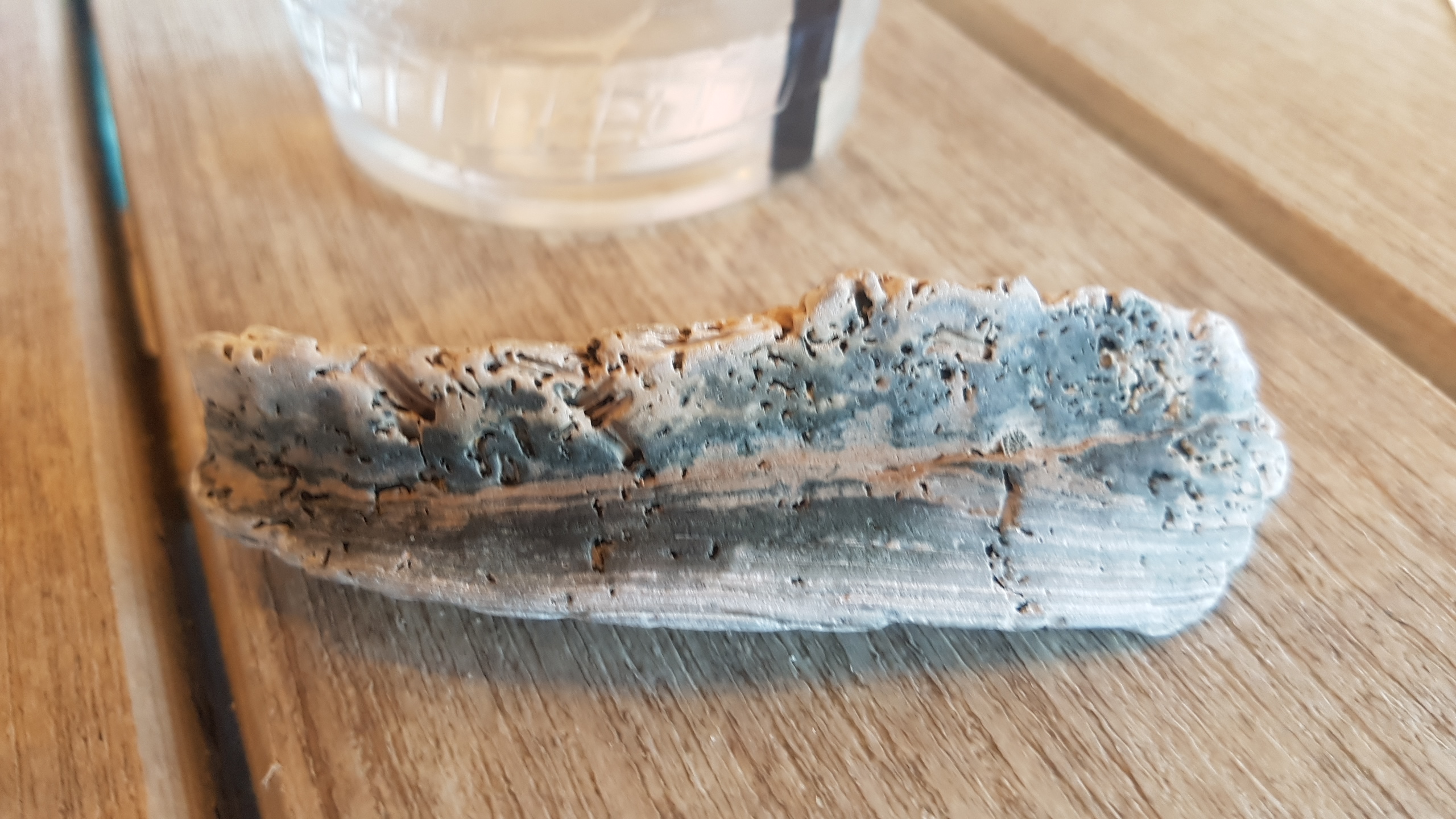 Myrtle Beach - Fossil ID - The Fossil Forum
