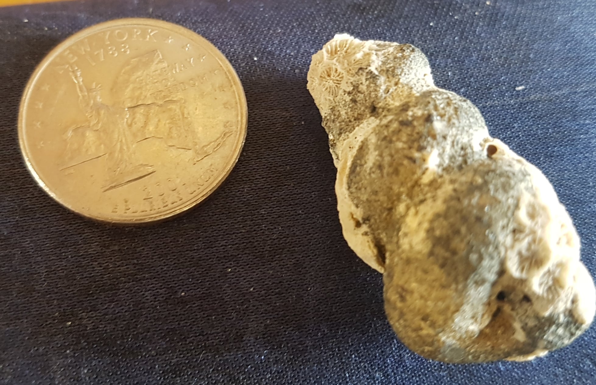 Myrtle Beach - Fossil ID - The Fossil Forum