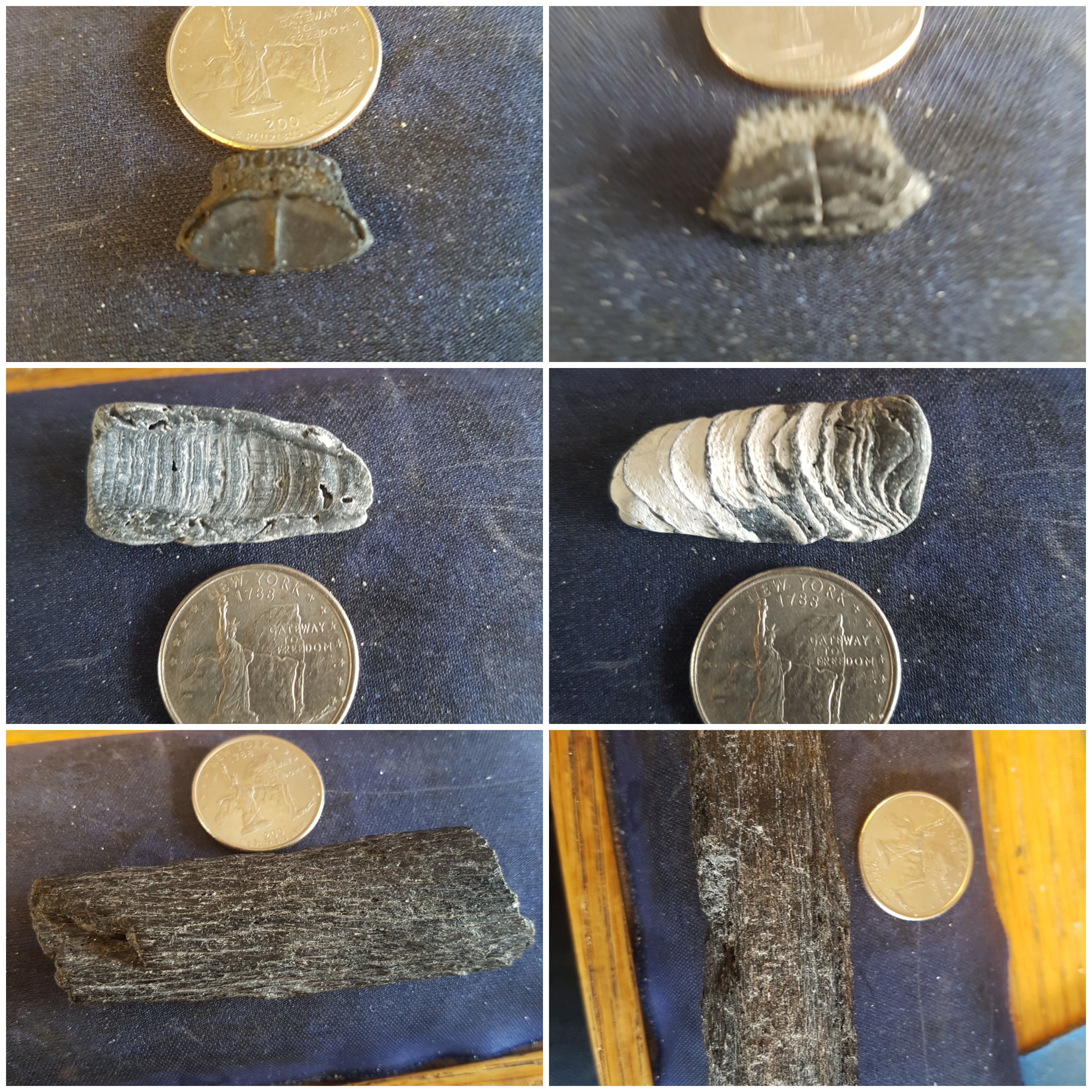 Myrtle Beach - Fossil ID - The Fossil Forum