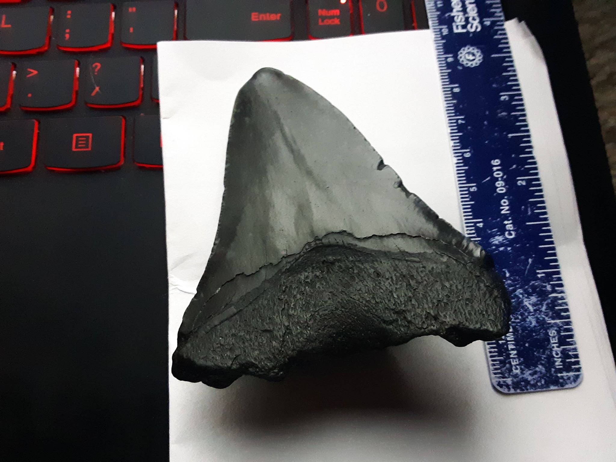 Real Or Fake Megalodon Tooth? - Fossil ID - The Fossil Forum