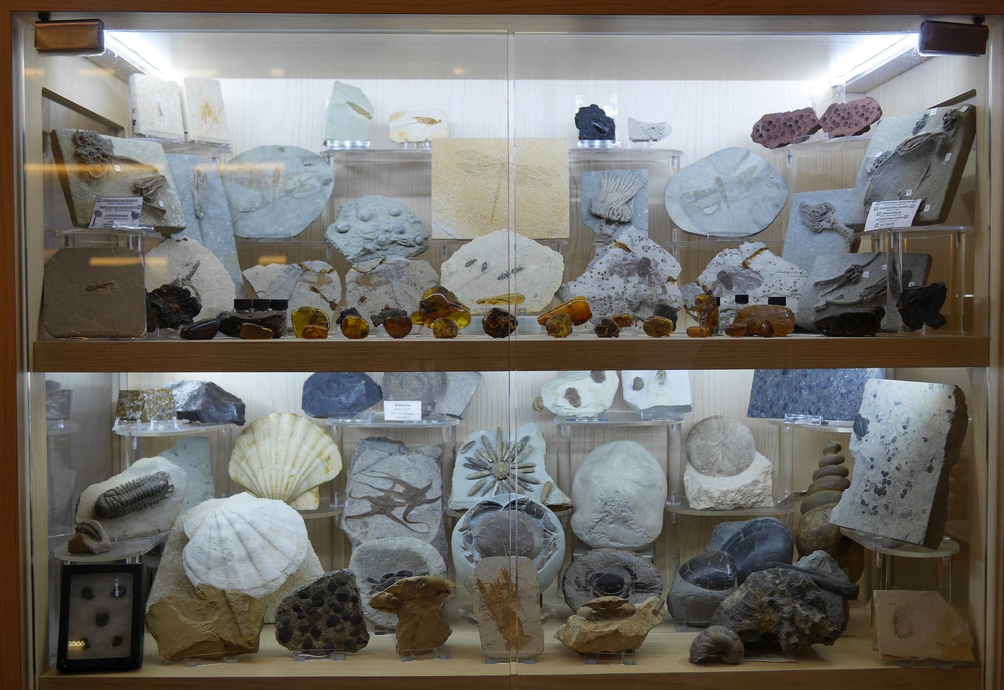 Singapore Fossil Collectors 2019 CNY Meet-up - General Fossil ...