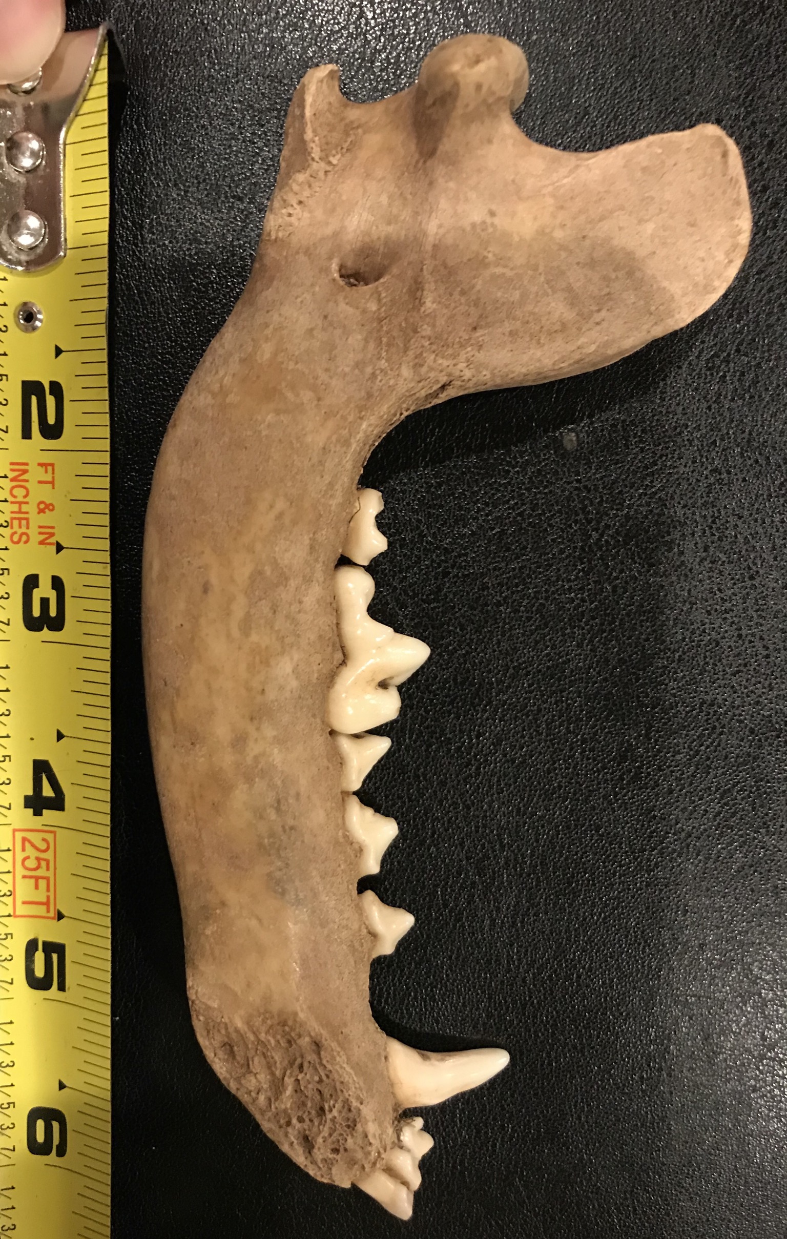 Dog? - Fossil ID - The Fossil Forum