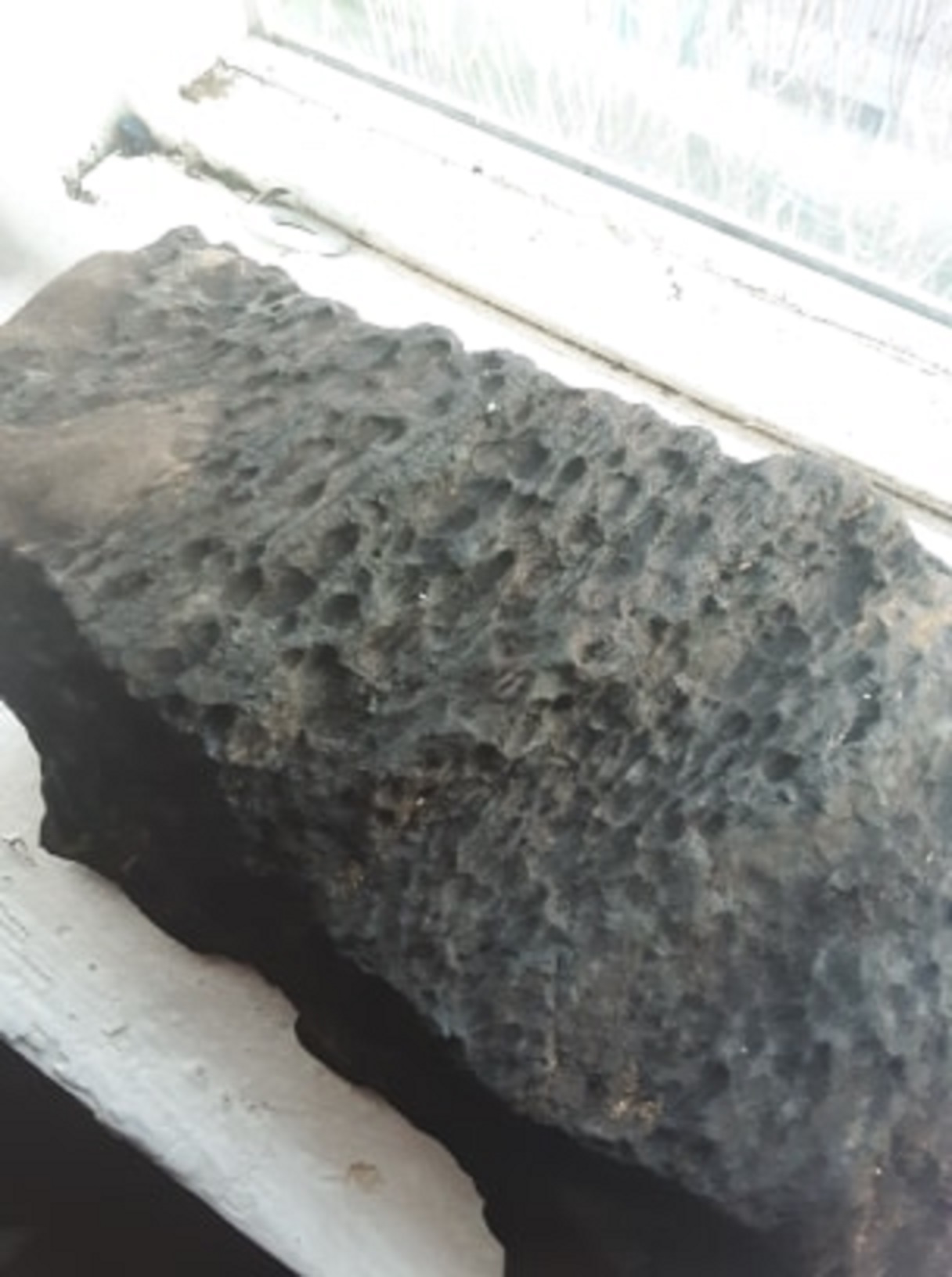 Tree Bark from Eocene ID - Fossil ID - The Fossil Forum