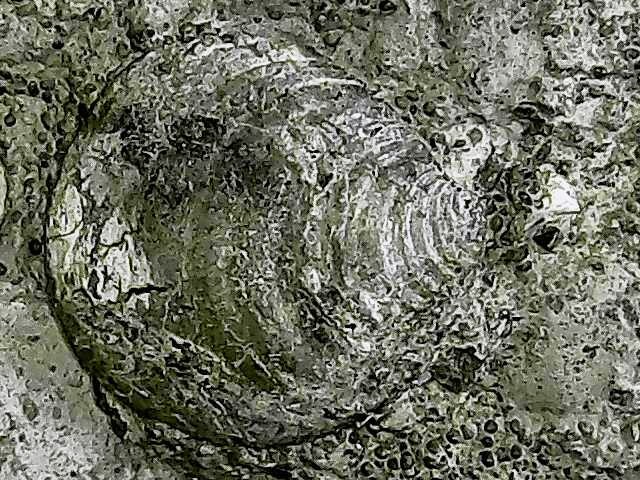 Venerid bivalve from Northwestern Lithuania - Fossil ID - The Fossil Forum
