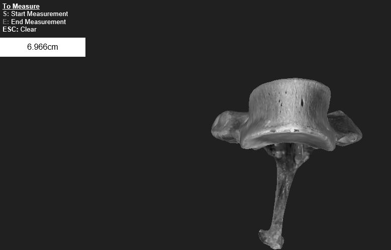 Whale vertebra? - Fossil ID - The Fossil Forum