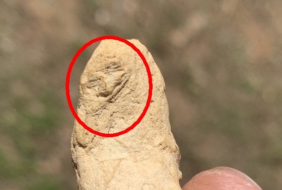 petrified finger - Fossil ID - The Fossil Forum
