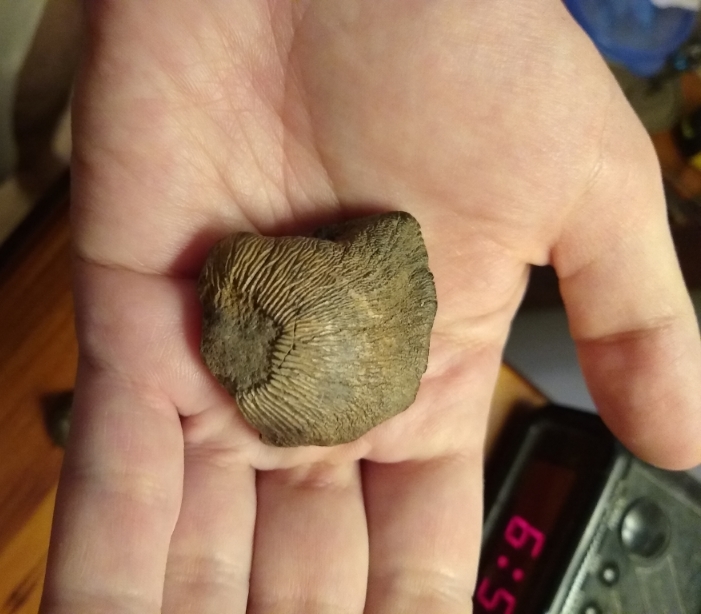 My son's shell-crushing shark teeth - Member Collections - The Fossil Forum