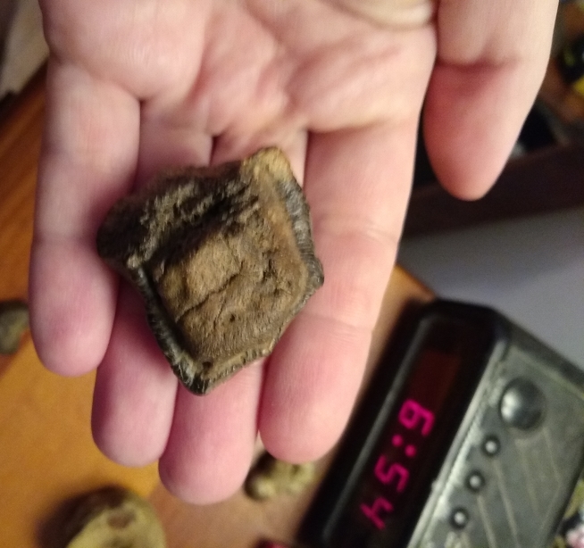 My son's shell-crushing shark teeth - Member Collections - The Fossil Forum