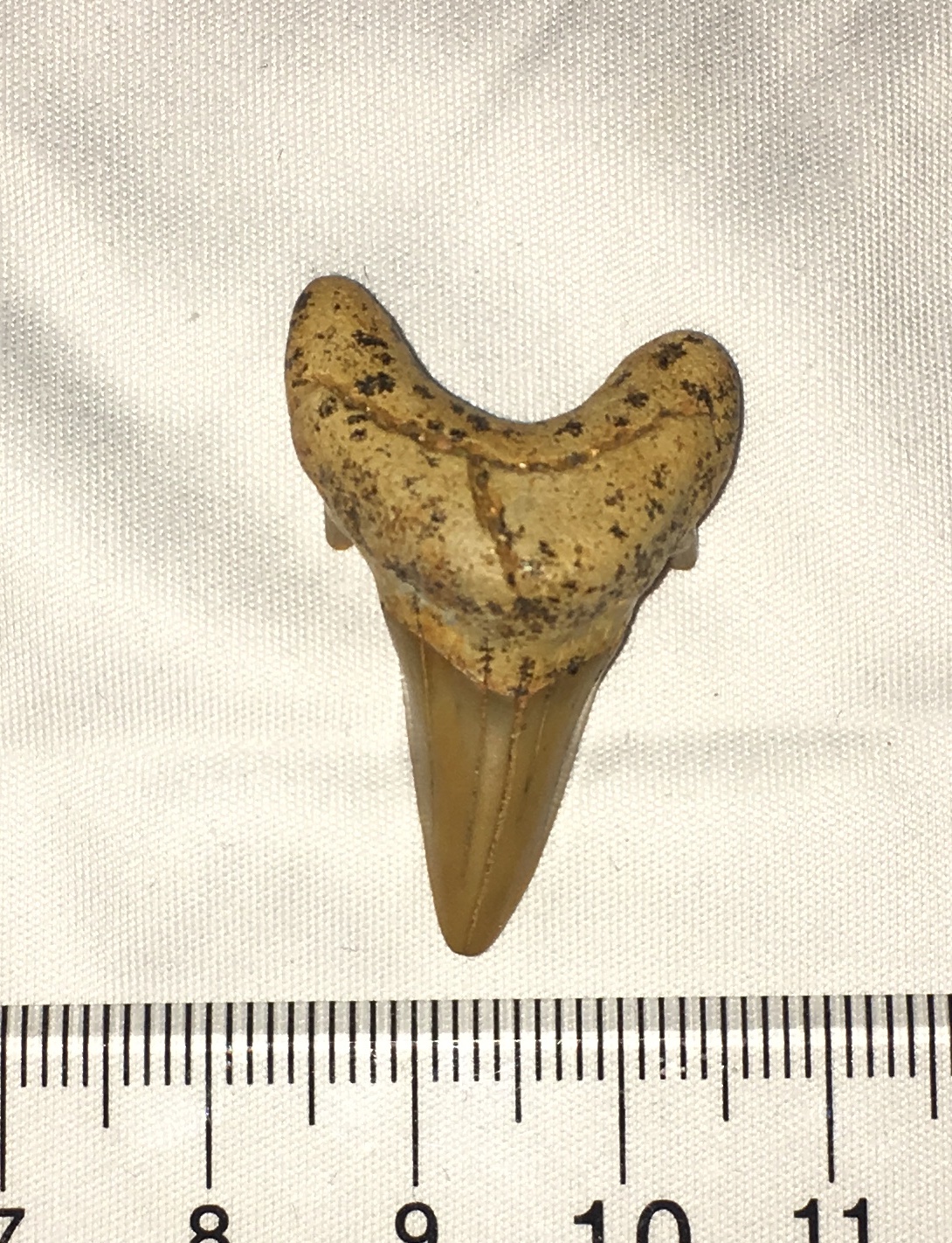 Cardabiodon and Cretoxyrhina - Member Collections - The Fossil Forum