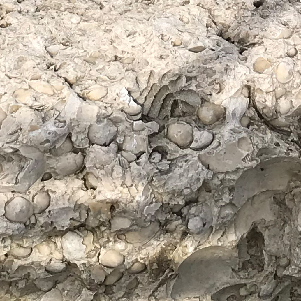 small shells - Fossil ID - The Fossil Forum