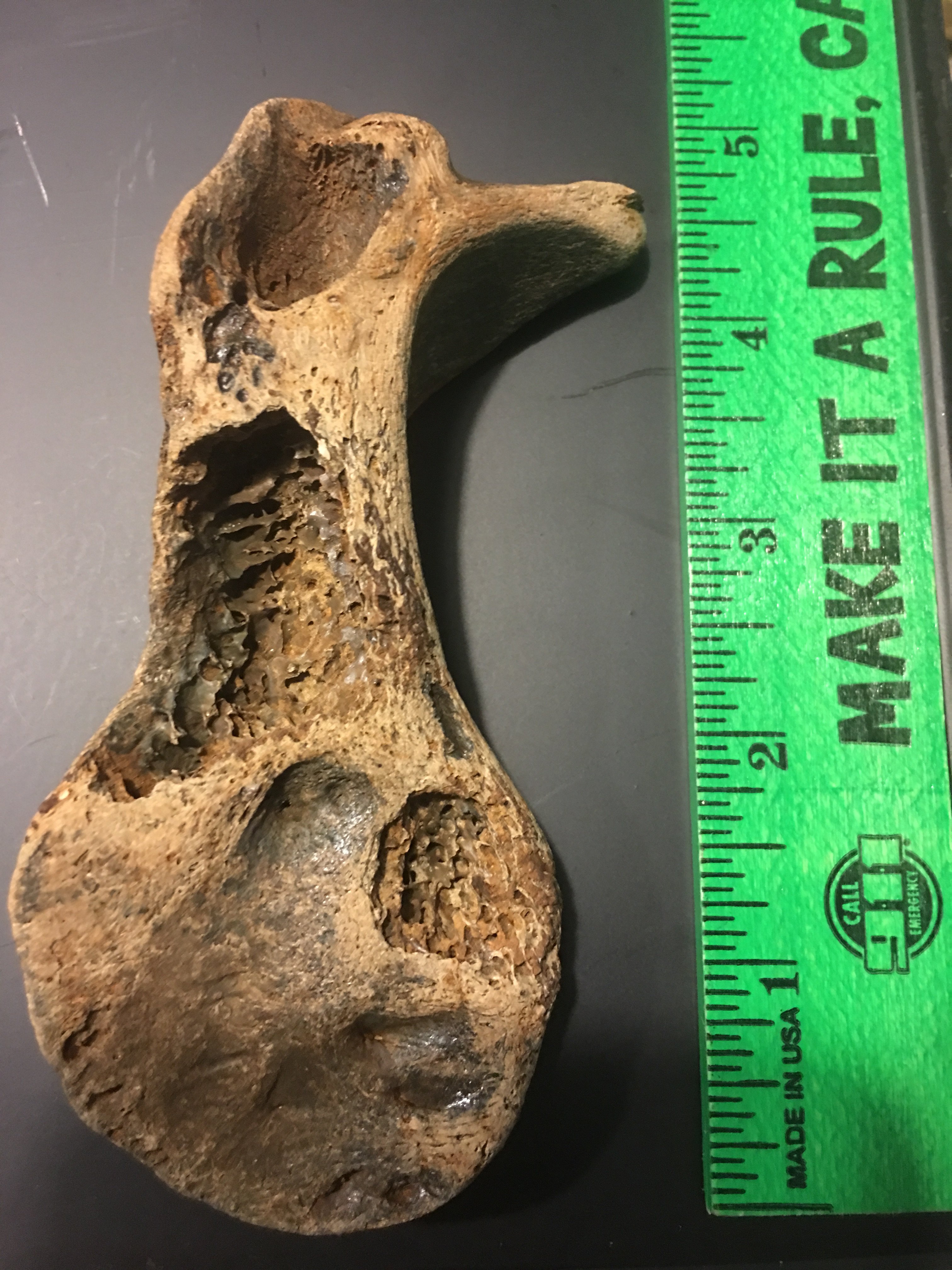 Fossil identification - Fossil ID - The Fossil Forum