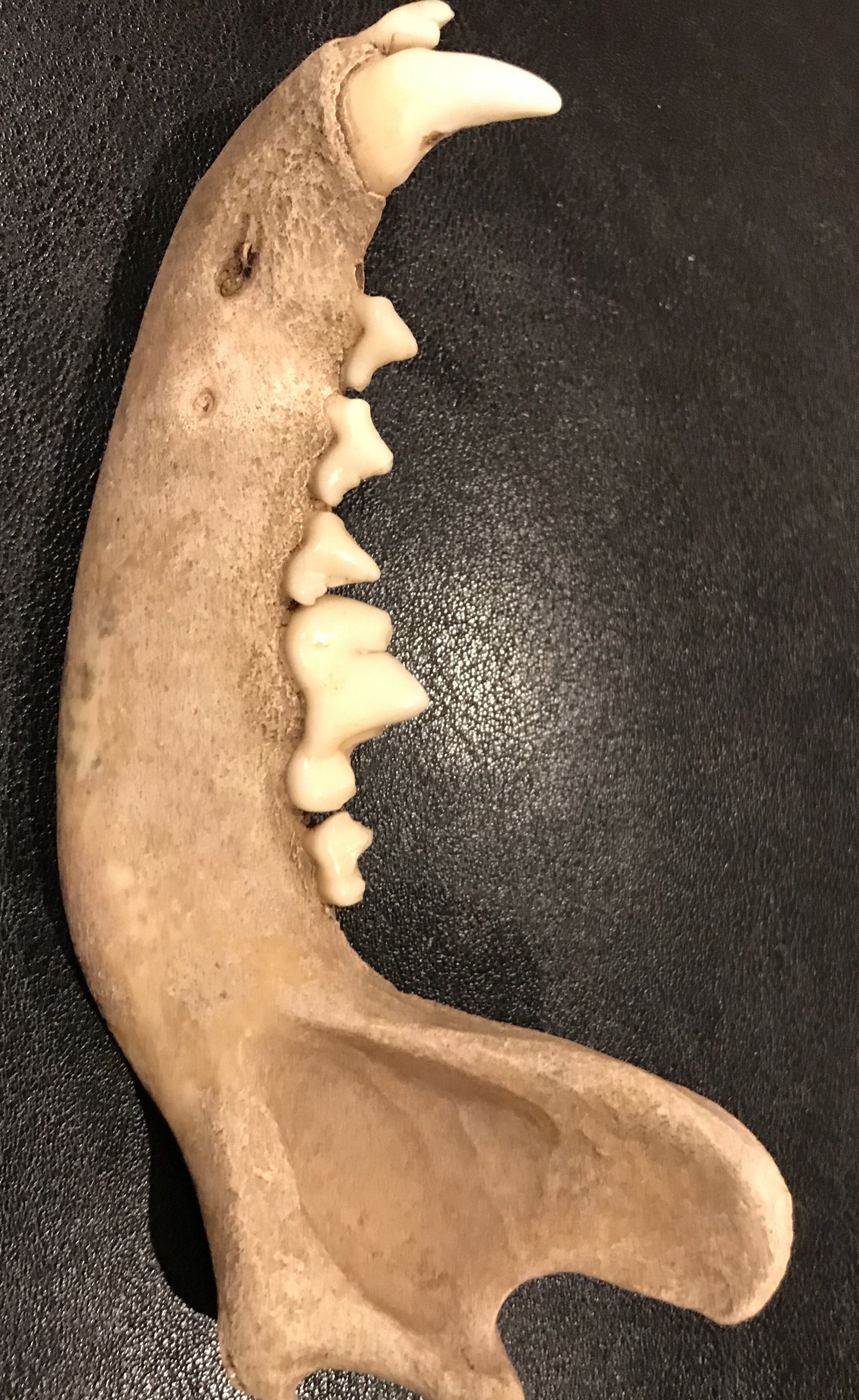 Dog? - Fossil ID - The Fossil Forum