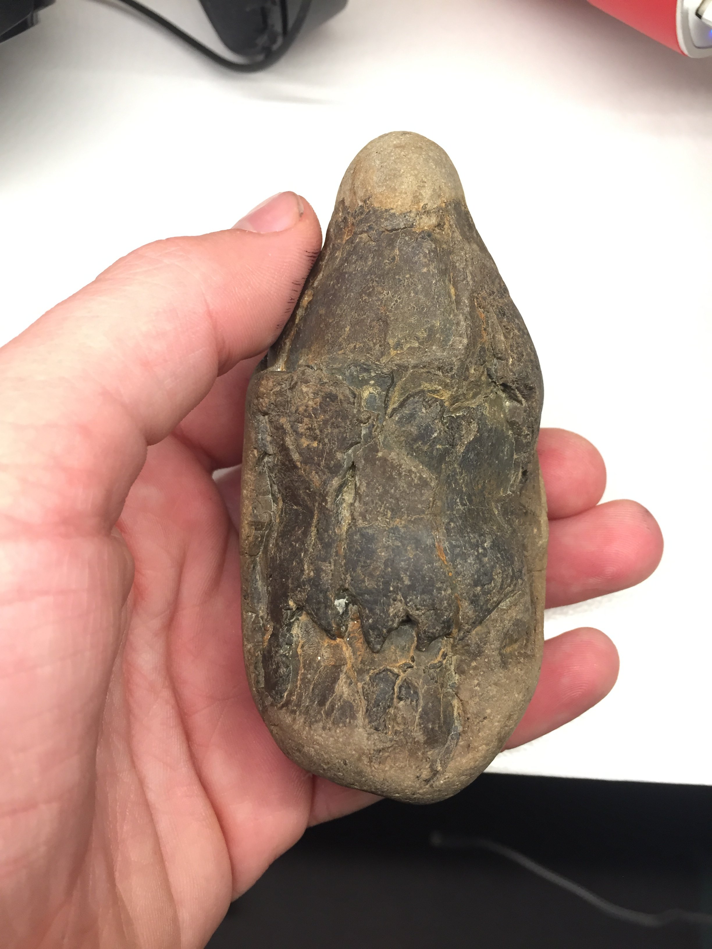 Eocene seed pod? - Fossil ID - The Fossil Forum