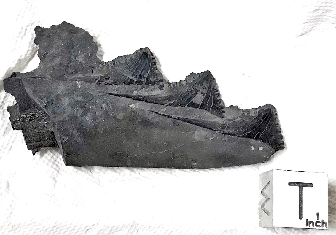 Edestus Prep - Fossil Preparation - The Fossil Forum