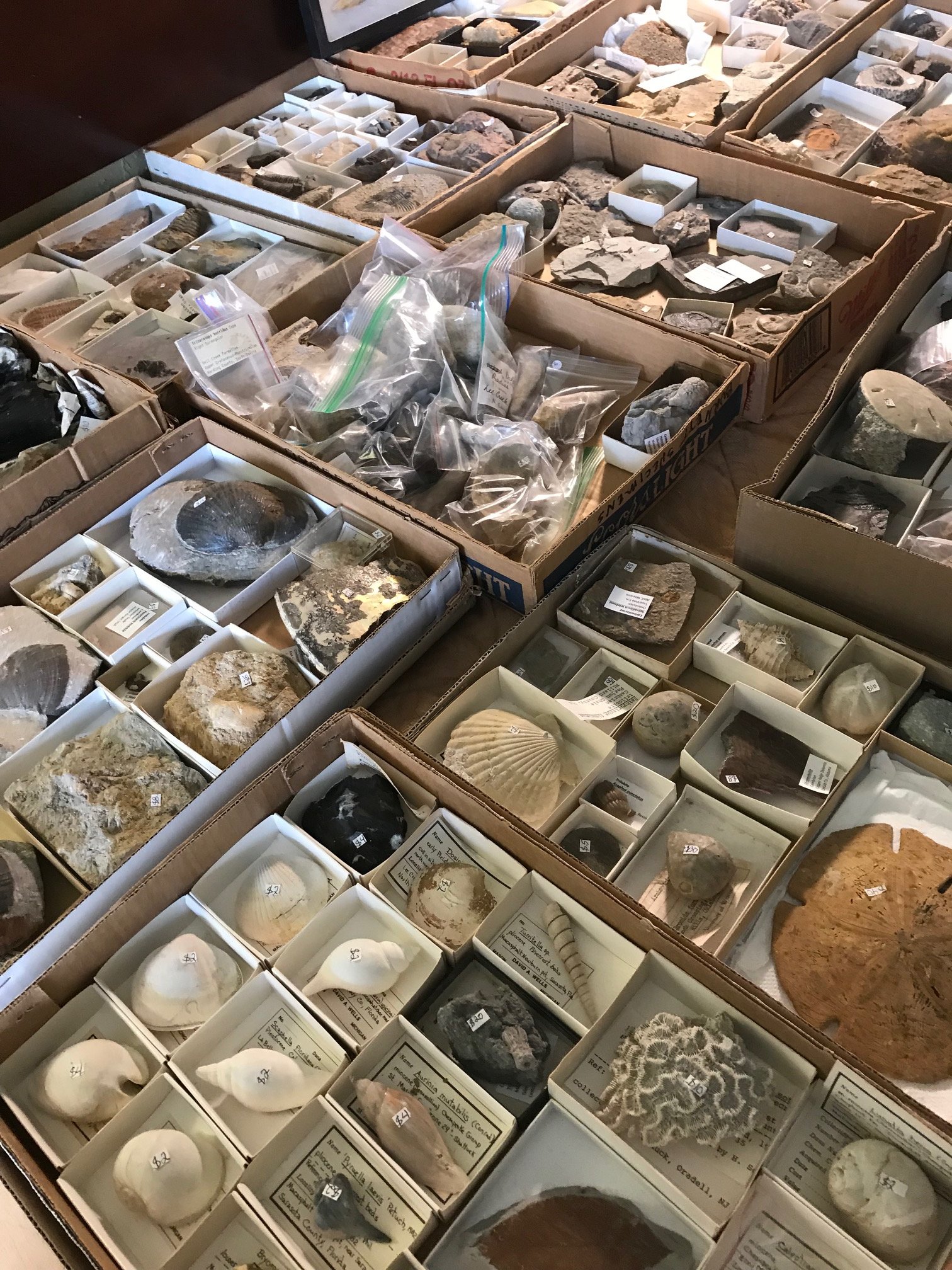 2019 MAPS Fossil Show- Hotel Venue - General Fossil Discussion - The ...