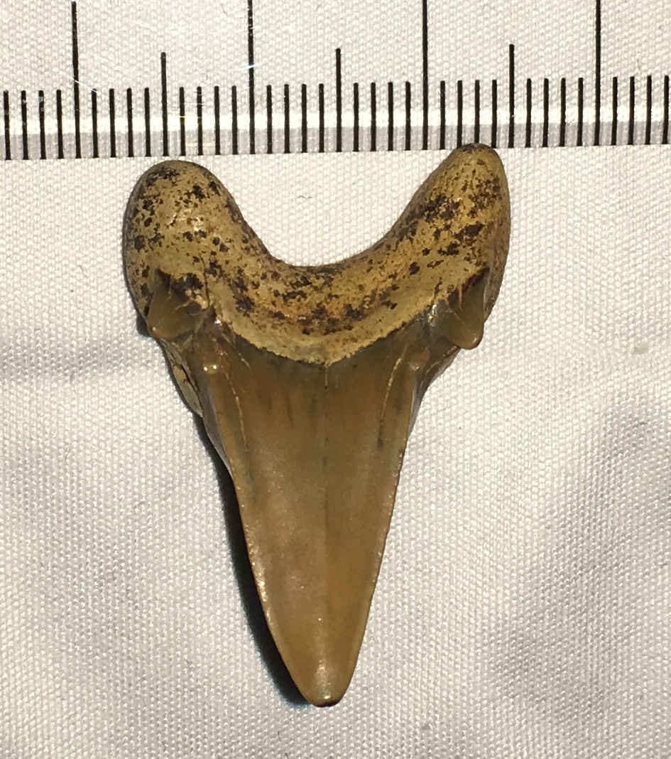 Cardabiodon and Cretoxyrhina - Member Collections - The Fossil Forum