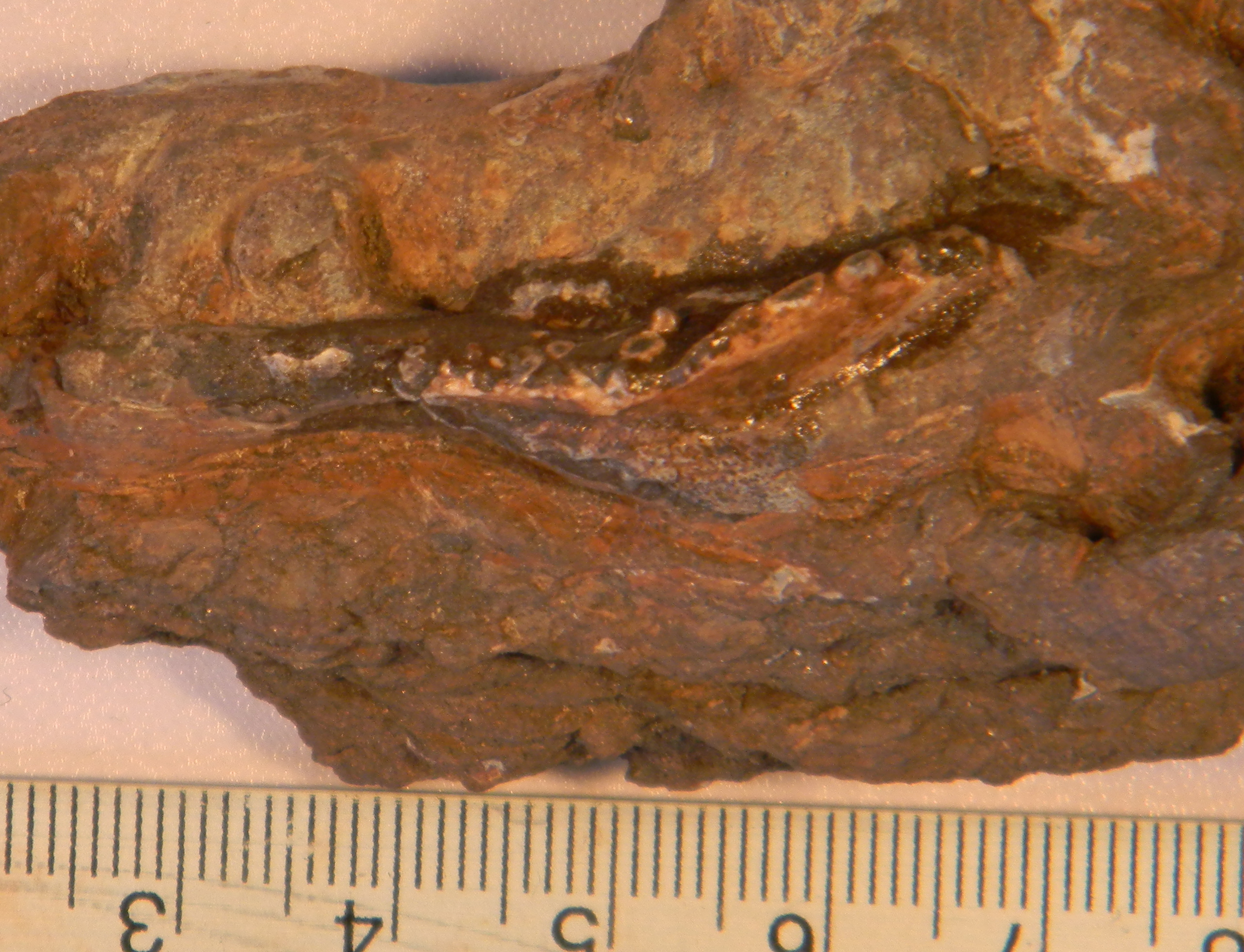 A Noobs Guide For Finding New Collecting Sites - Fossil Hunting Trips ...