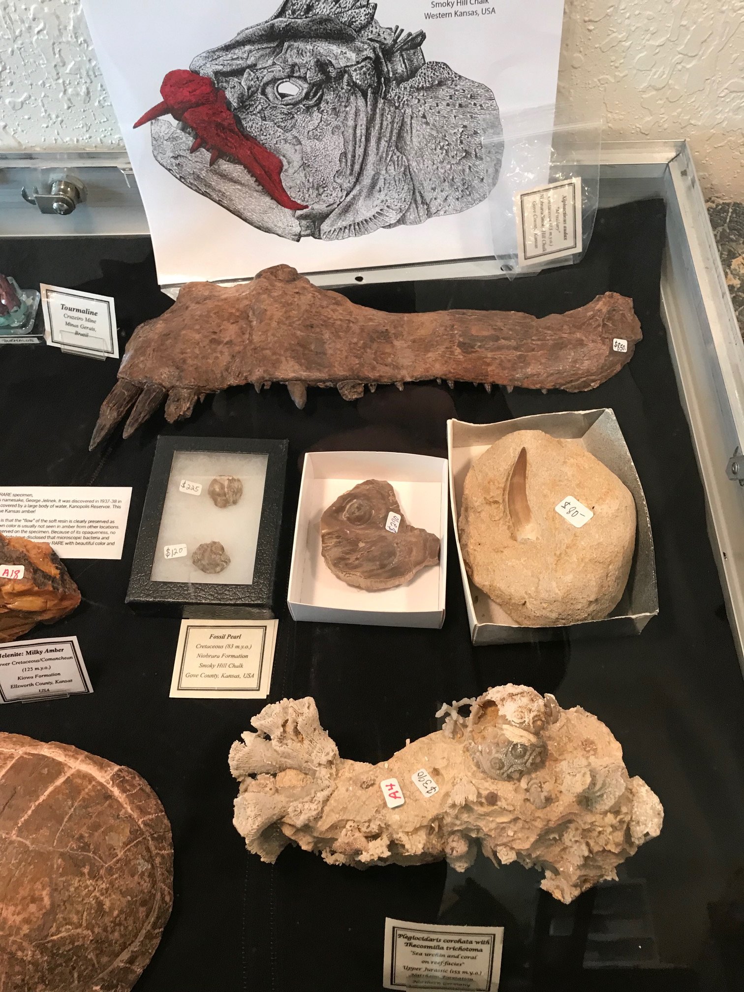 2019 MAPS Fossil Show- Hotel Venue - General Fossil Discussion - The ...