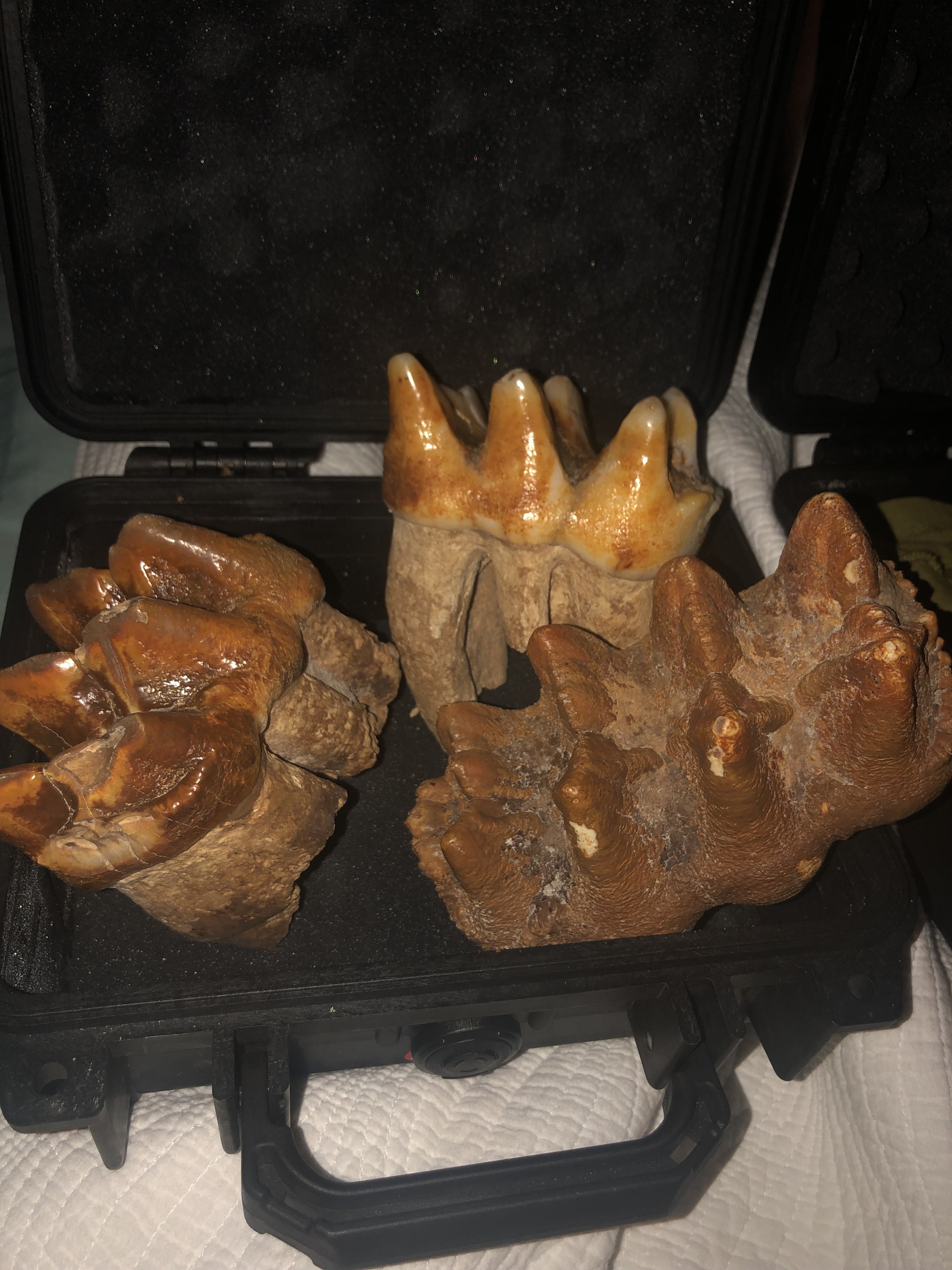 Found these mastodon teeth - Member Collections - The Fossil Forum