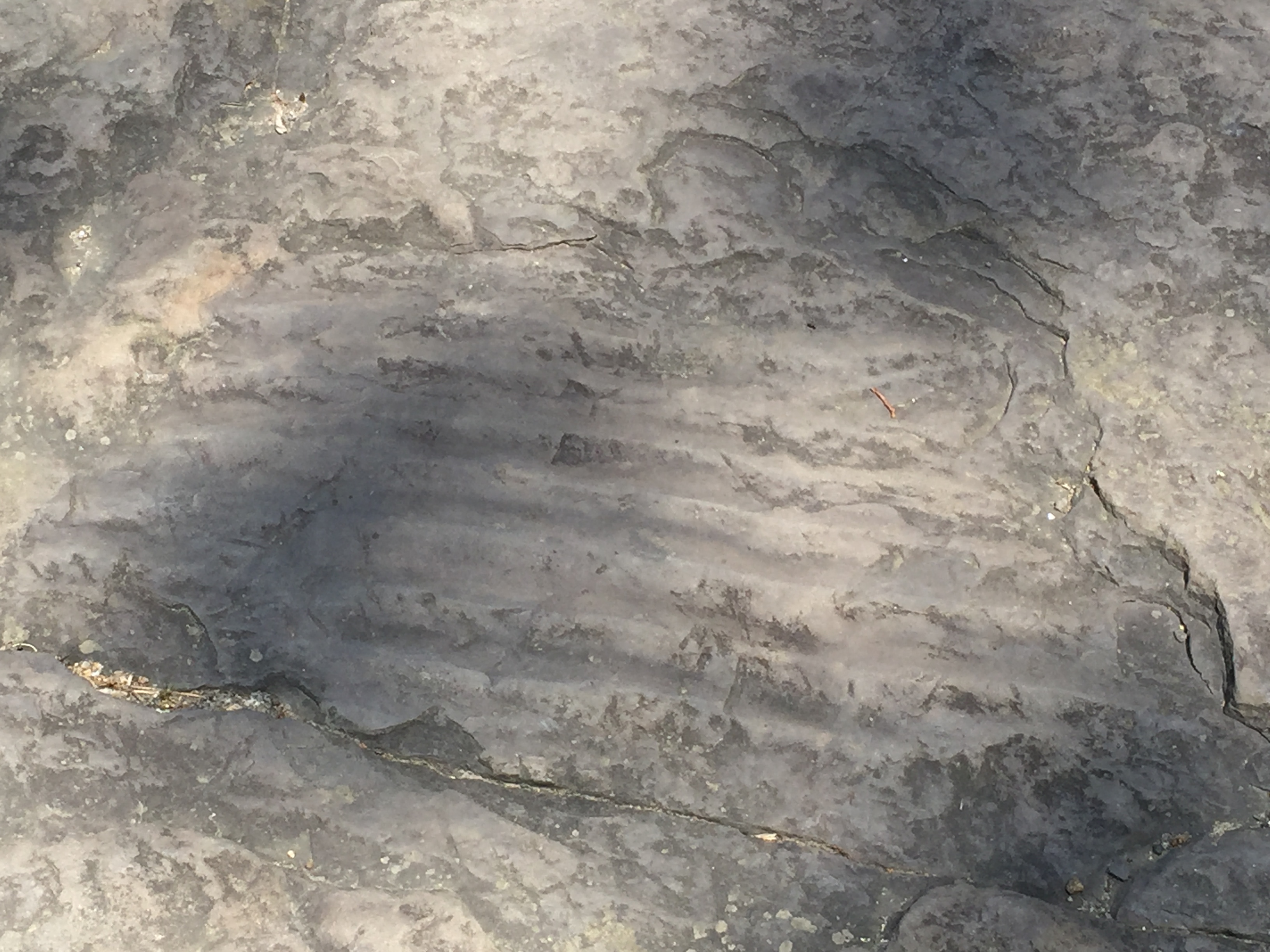 Jurassic Ripple Marks?? - Fossil ID - The Fossil Forum