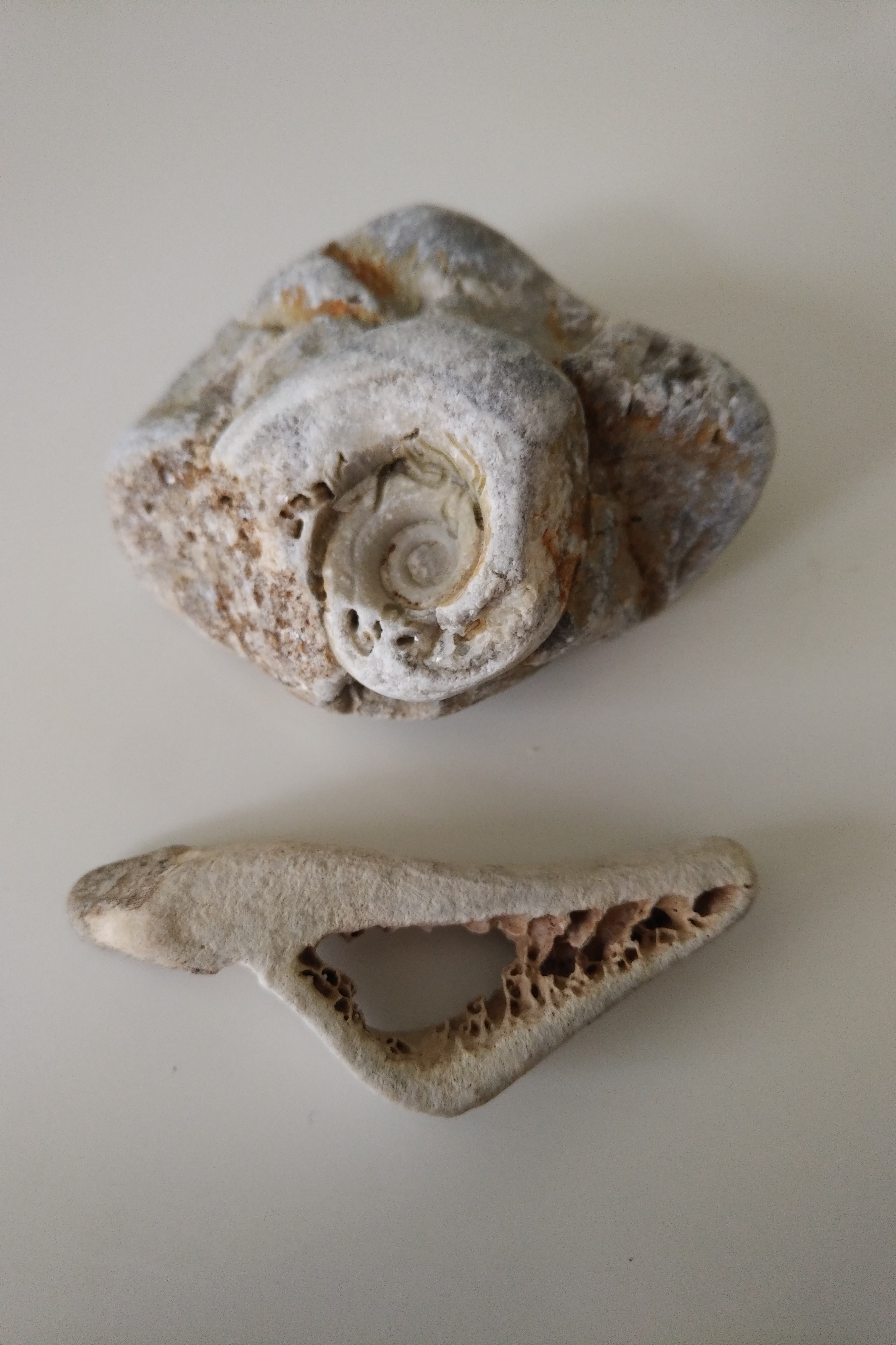 Gastropod and possible bone Irish beach find - Fossil ID - The Fossil Forum