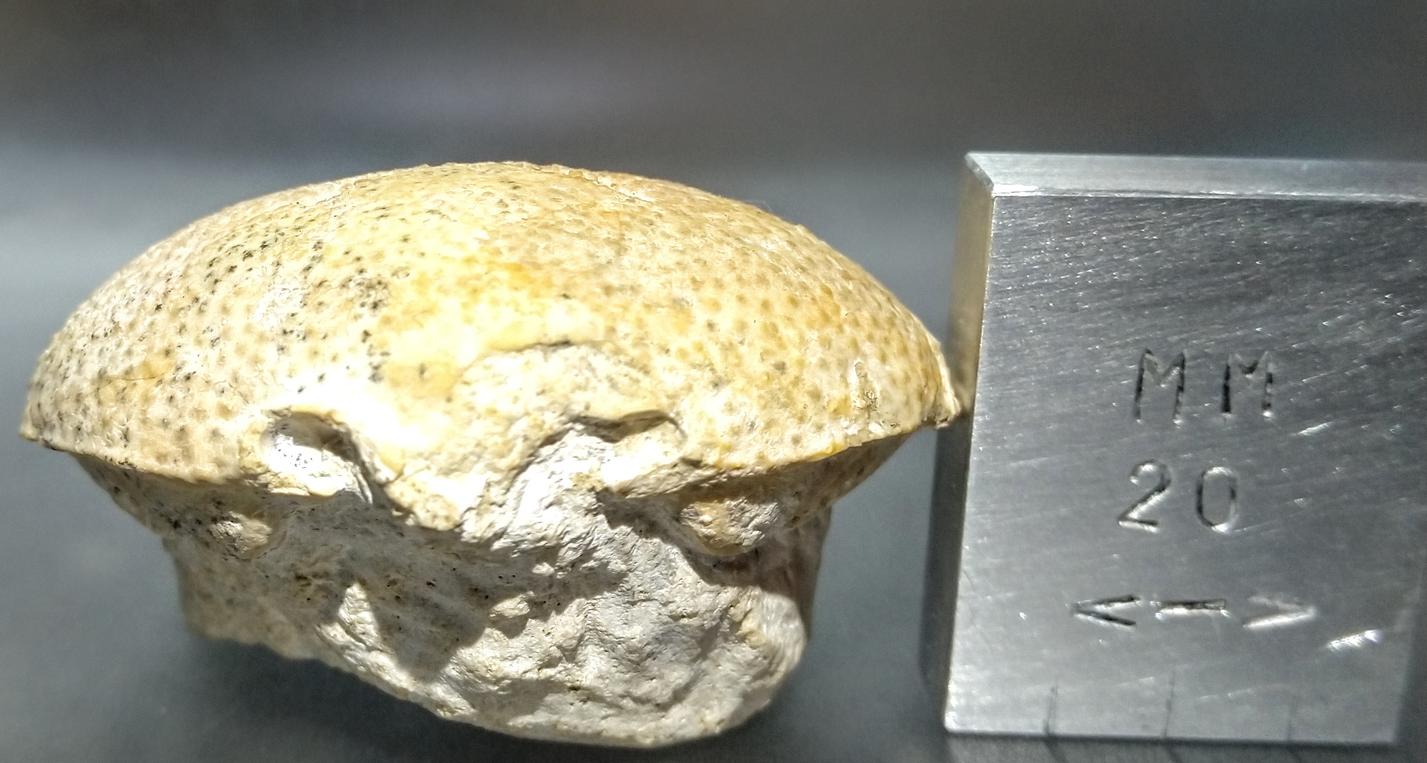 February 2019 Finds of the Month Entries - Page 2 - Fossil of the Month ...