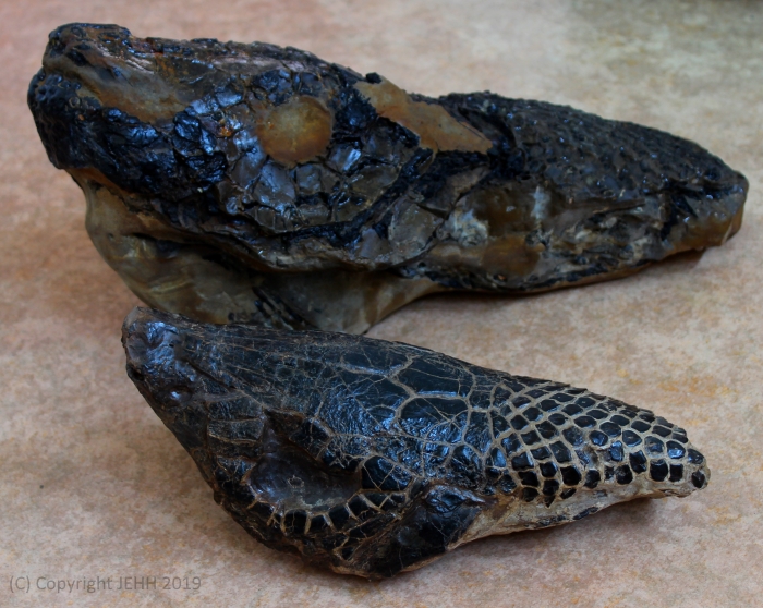 Monster fish find - Lepidotes - General Fossil Discussion - The Fossil ...