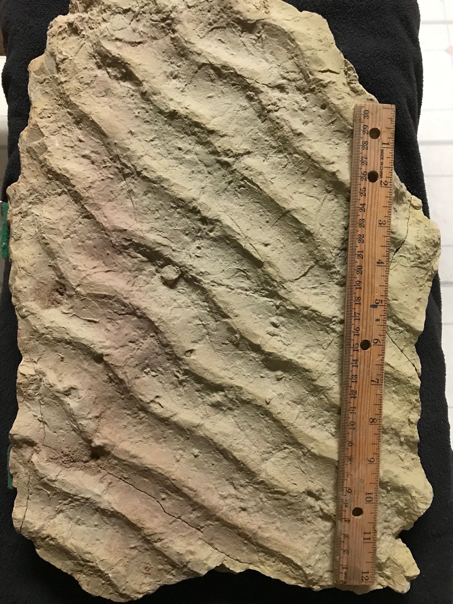 Jurassic Ripple Marks?? - Fossil ID - The Fossil Forum