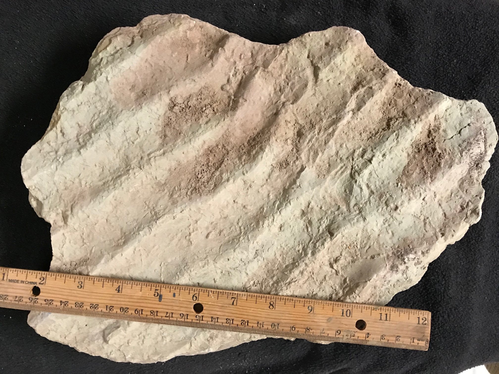 Jurassic Ripple Marks?? - Fossil ID - The Fossil Forum