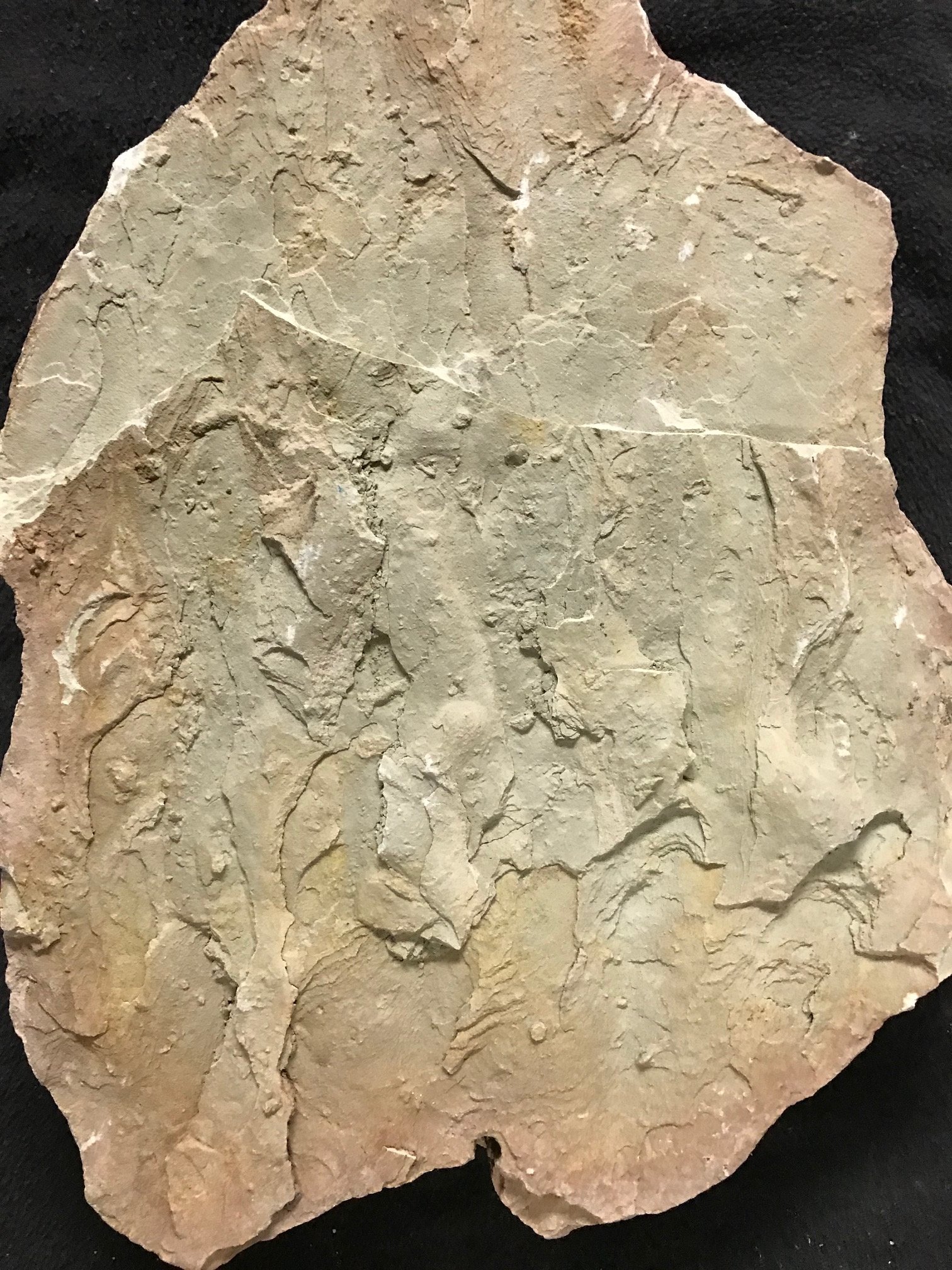 Jurassic Ripple Marks?? - Fossil ID - The Fossil Forum