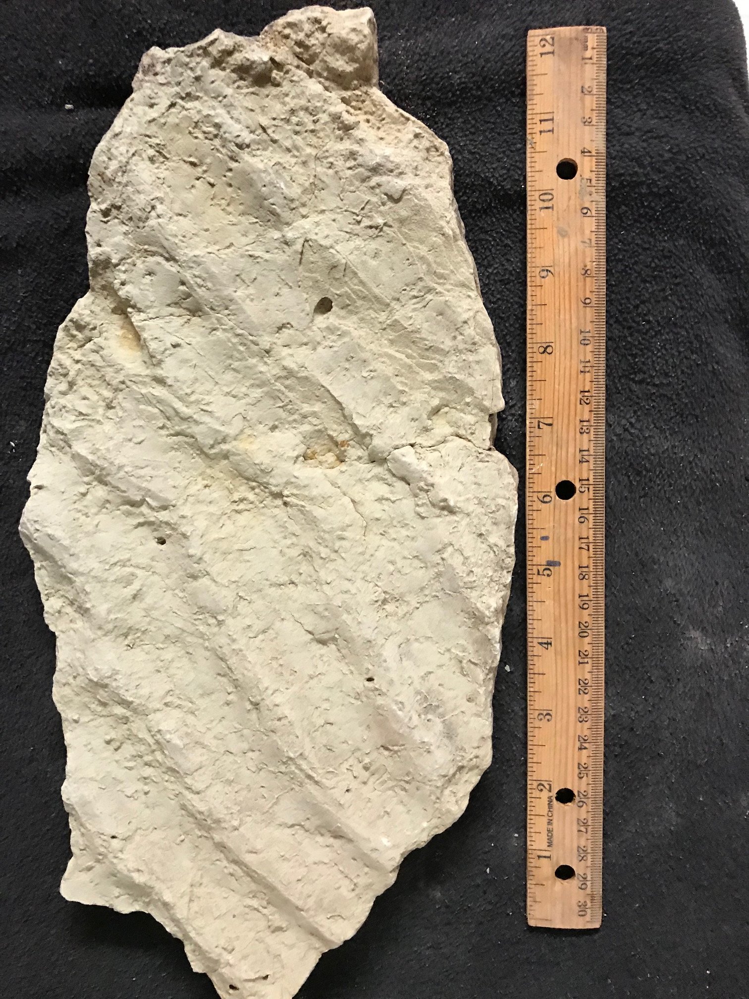Jurassic Ripple Marks?? - Fossil ID - The Fossil Forum