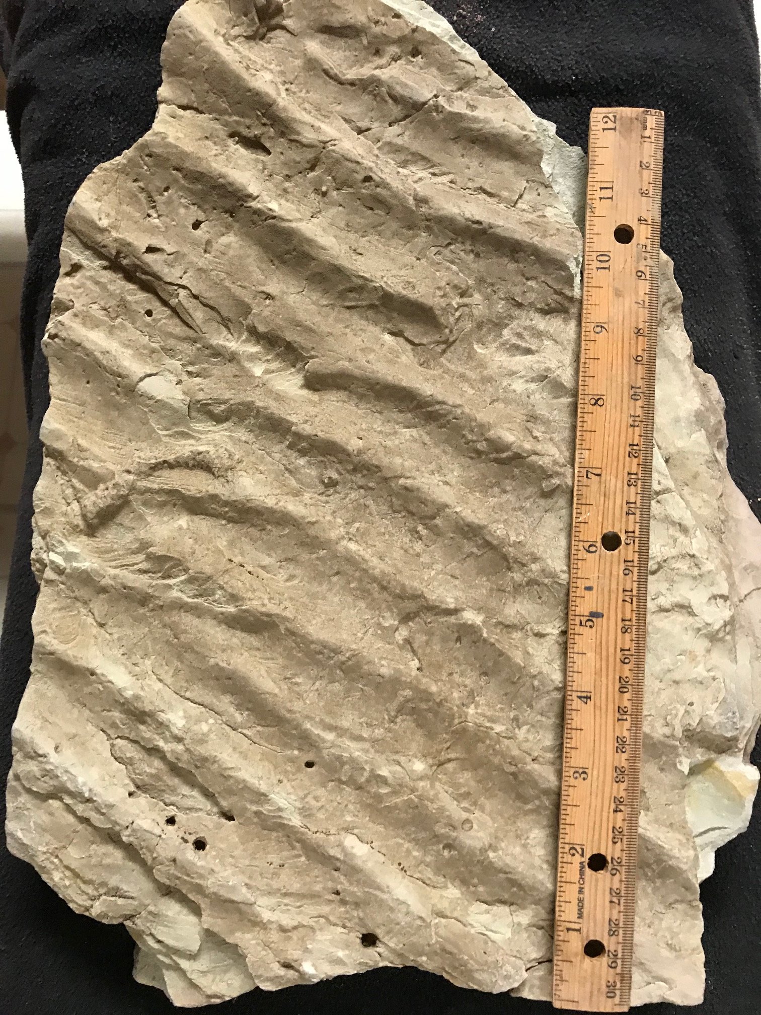 Jurassic Ripple Marks?? - Fossil ID - The Fossil Forum
