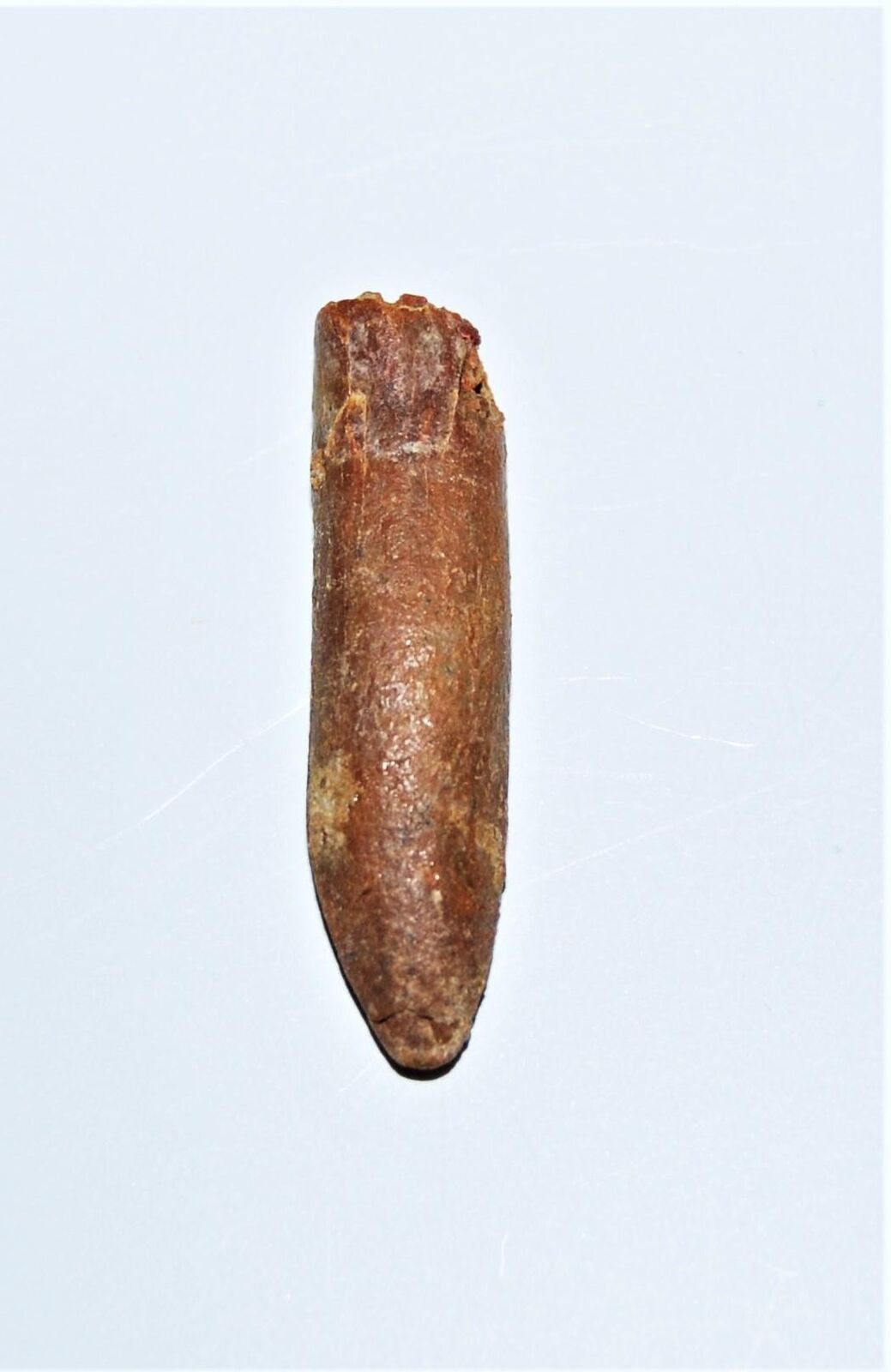 Kem Kem Sauropod tooth- Diplodocid indet ? - Fossil ID - The Fossil Forum