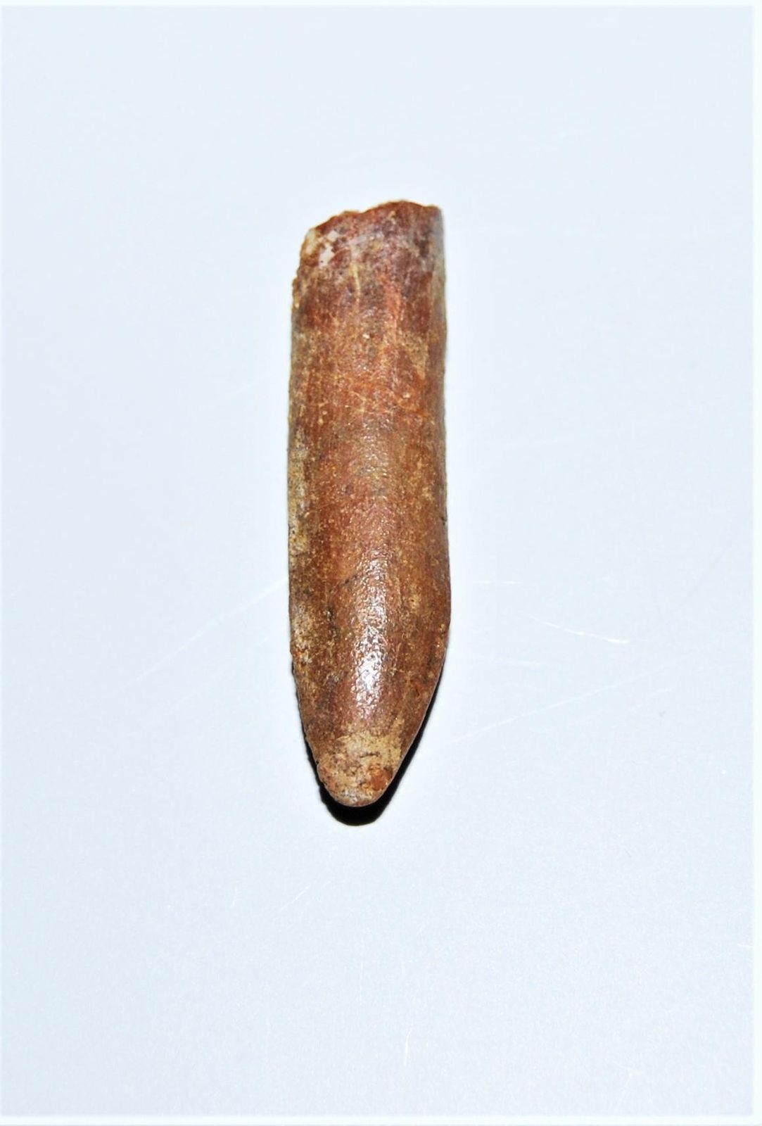 Kem Kem Sauropod tooth- Diplodocid indet ? - Fossil ID - The Fossil Forum