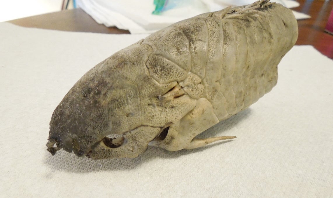 Weird skull. Catfish? - Fossil ID - The Fossil Forum