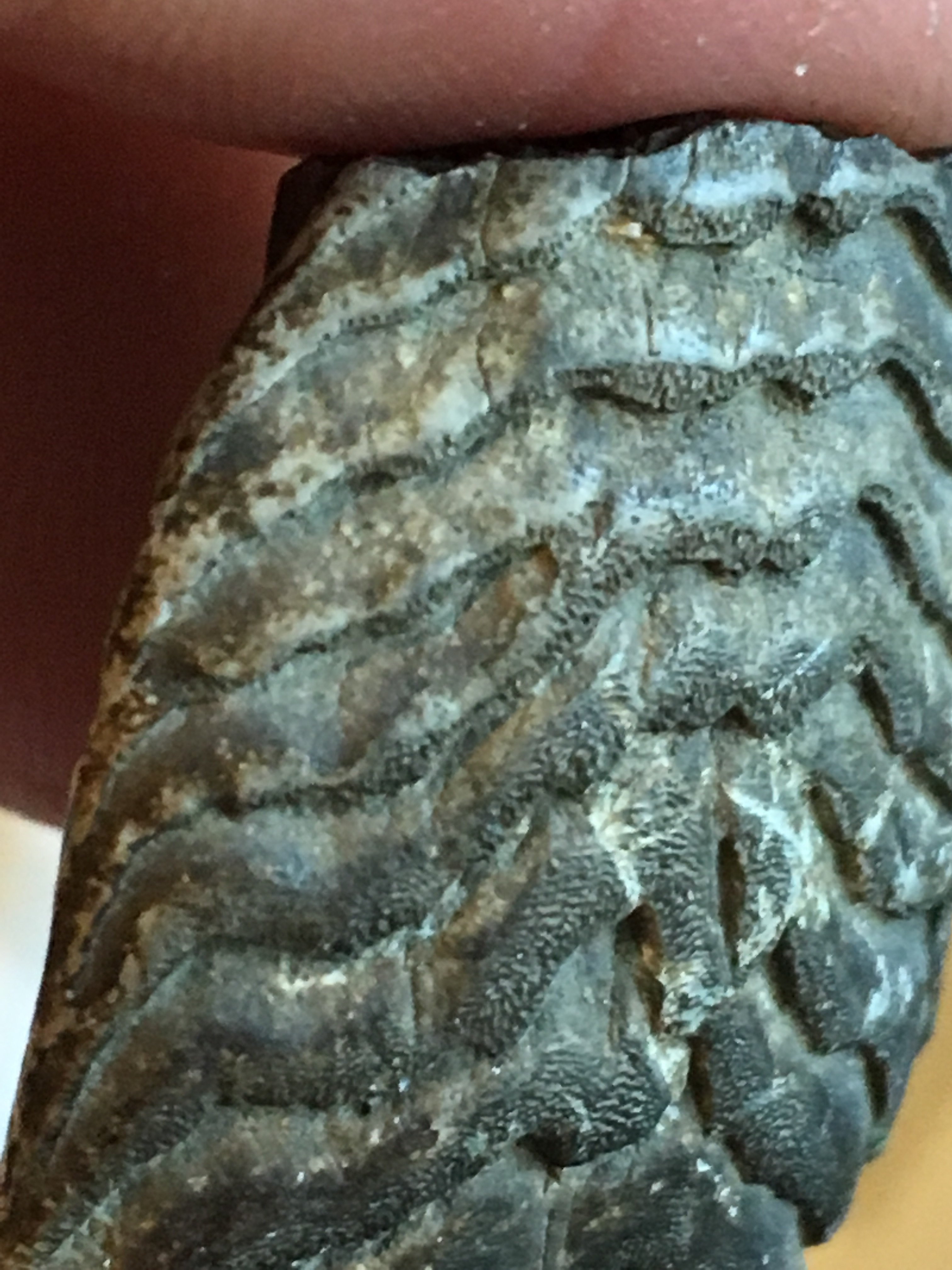 Janassa tooth discoloration - Questions & Answers - The Fossil Forum