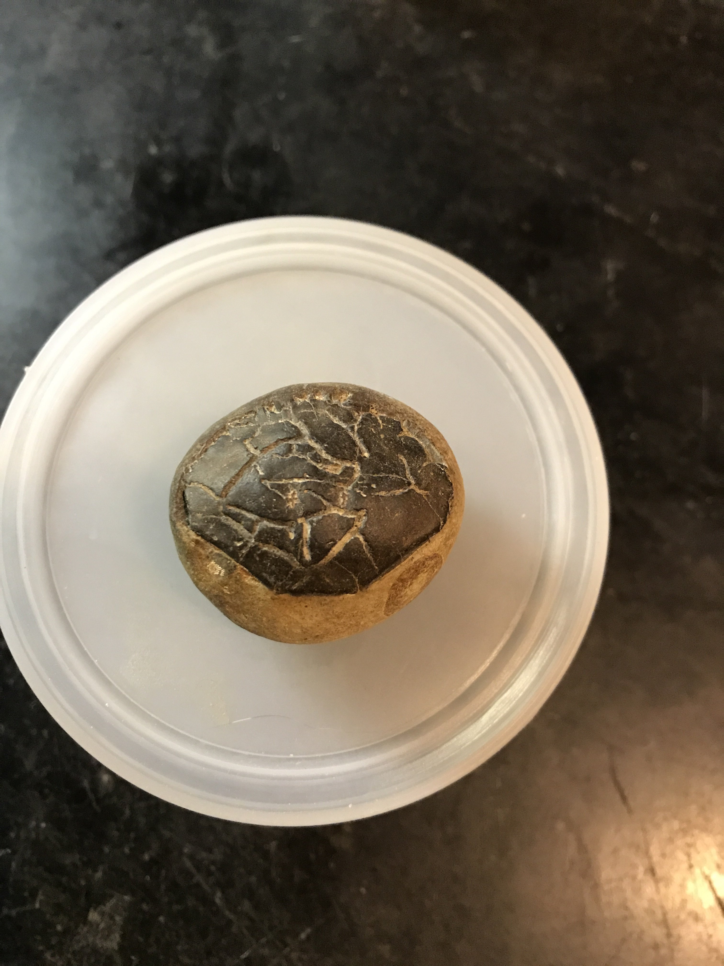 Crab cast? - Fossil ID - The Fossil Forum