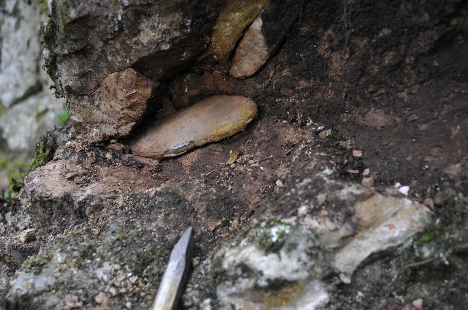 Ladinian Gymnites.JPG - Member Collections - The Fossil Forum