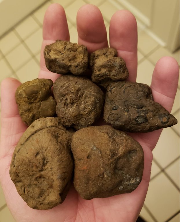 Pile Of Coprolite.jpg - Member Collections - The Fossil Forum