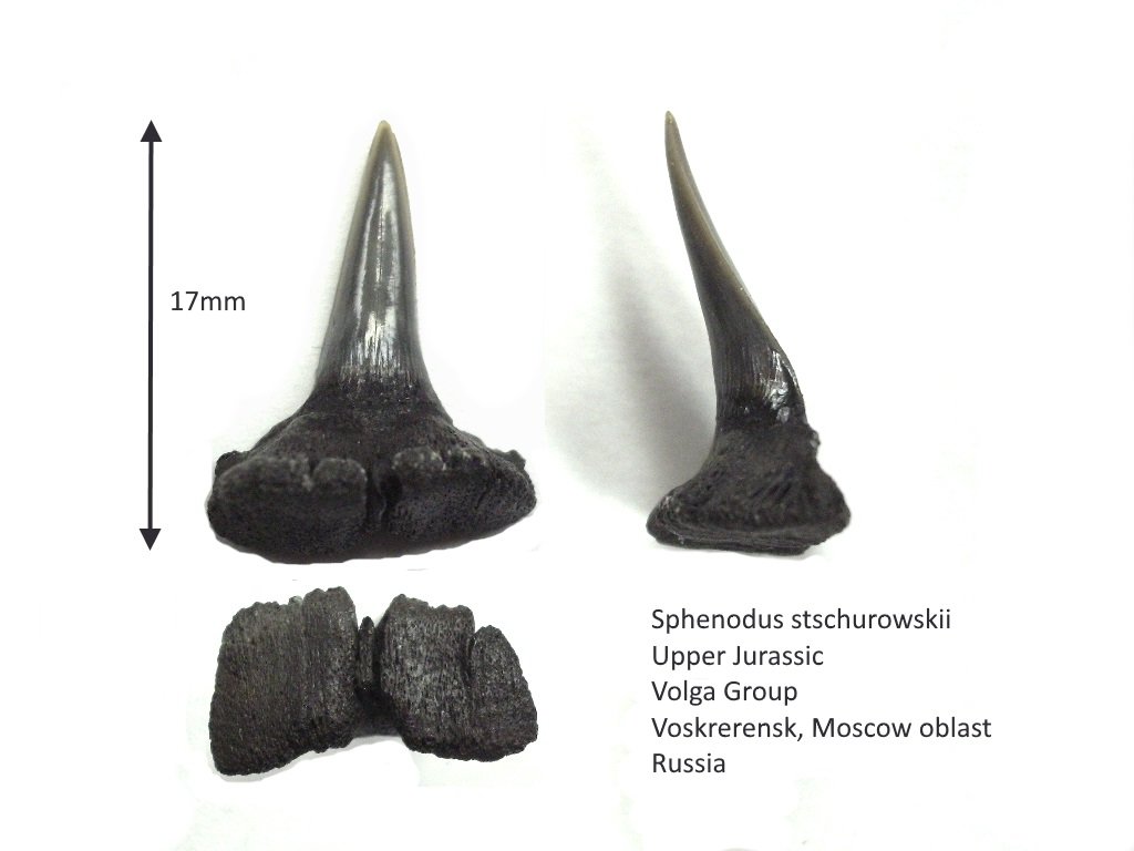 Sphenodus.jpg - Member Collections - The Fossil Forum