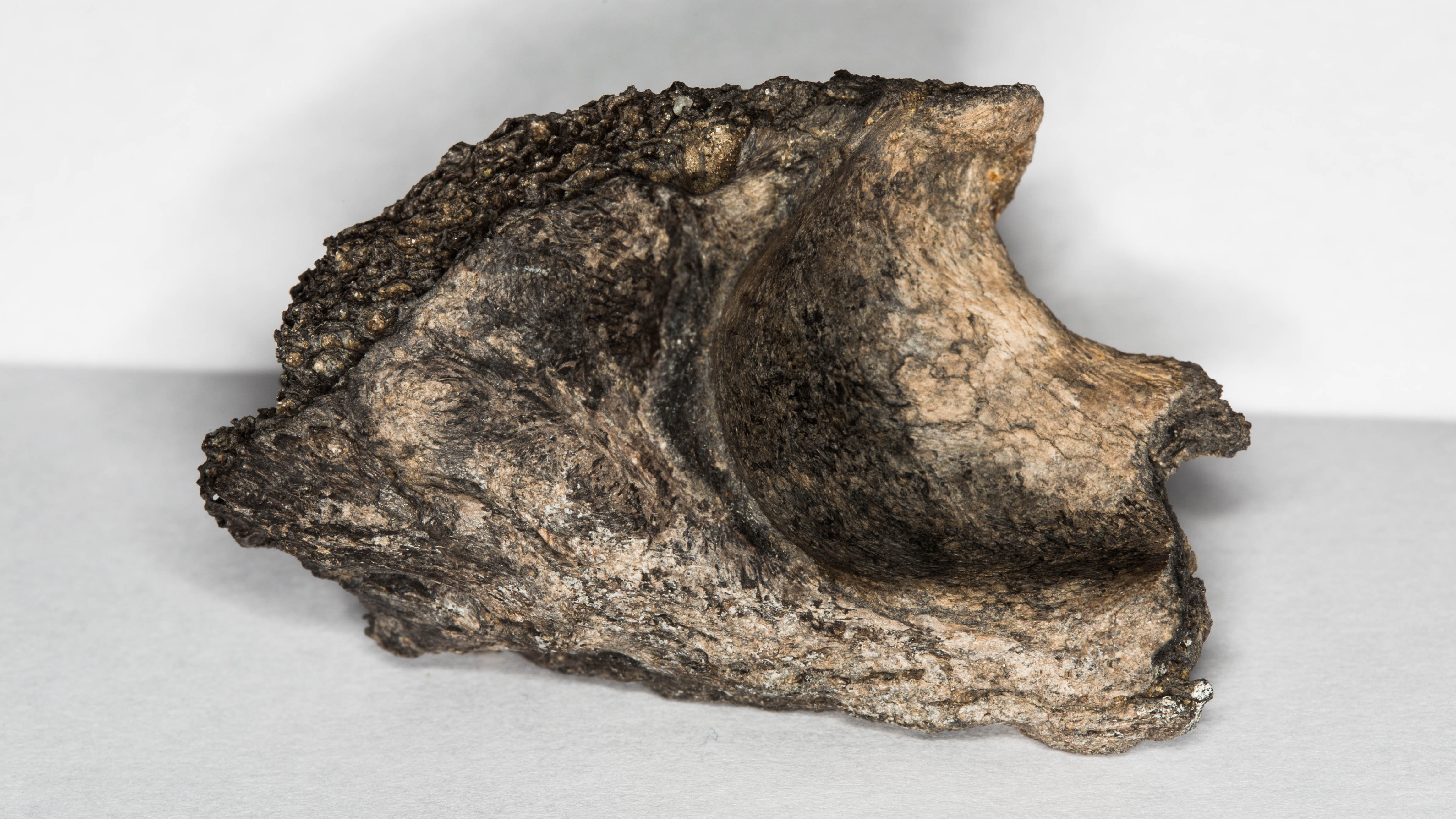 Pliocene bone from Florida - Fossil ID - The Fossil Forum