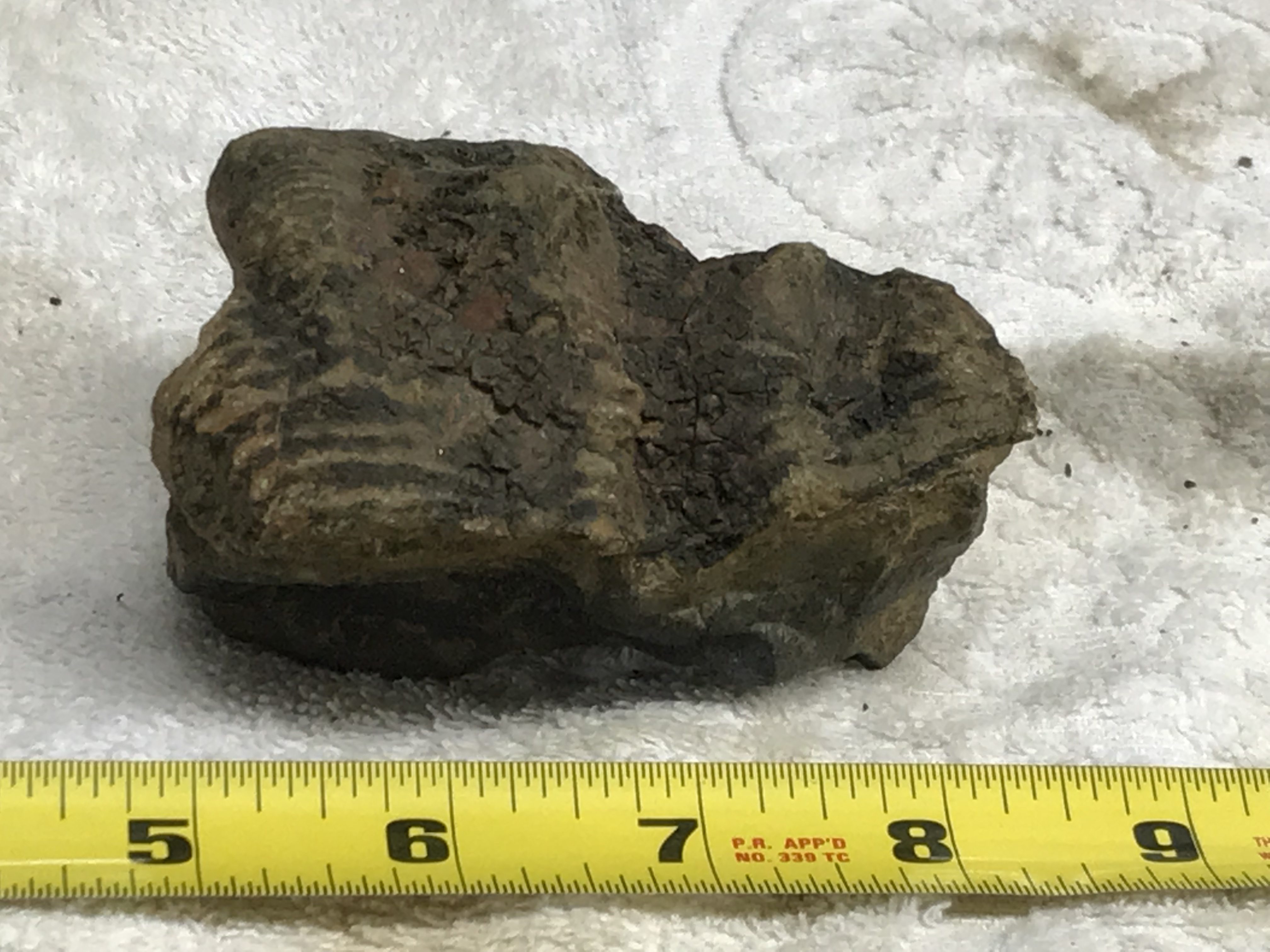 Odd fossil - Fossil ID - The Fossil Forum
