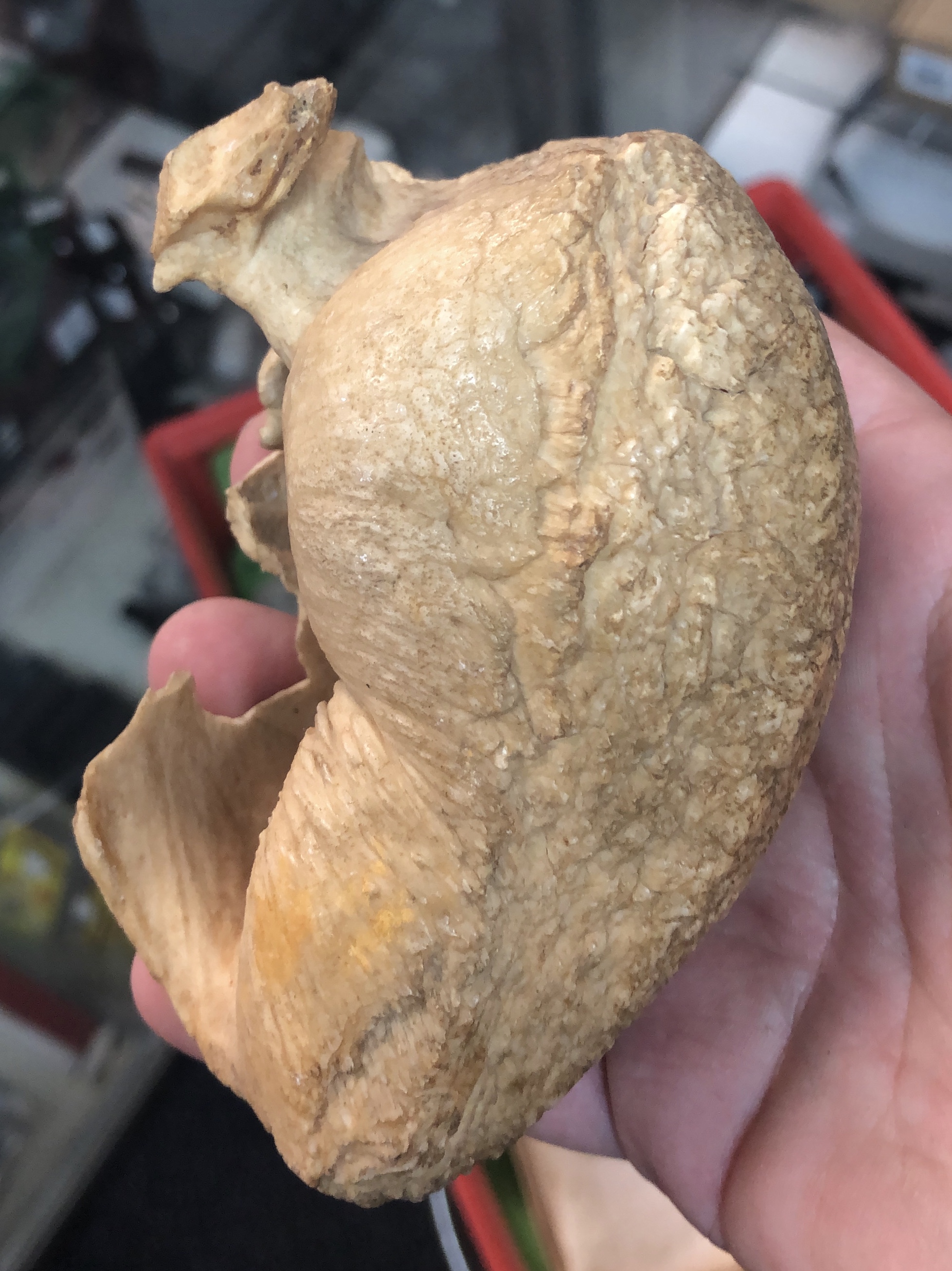Whale inner ear? - Fossil ID - The Fossil Forum